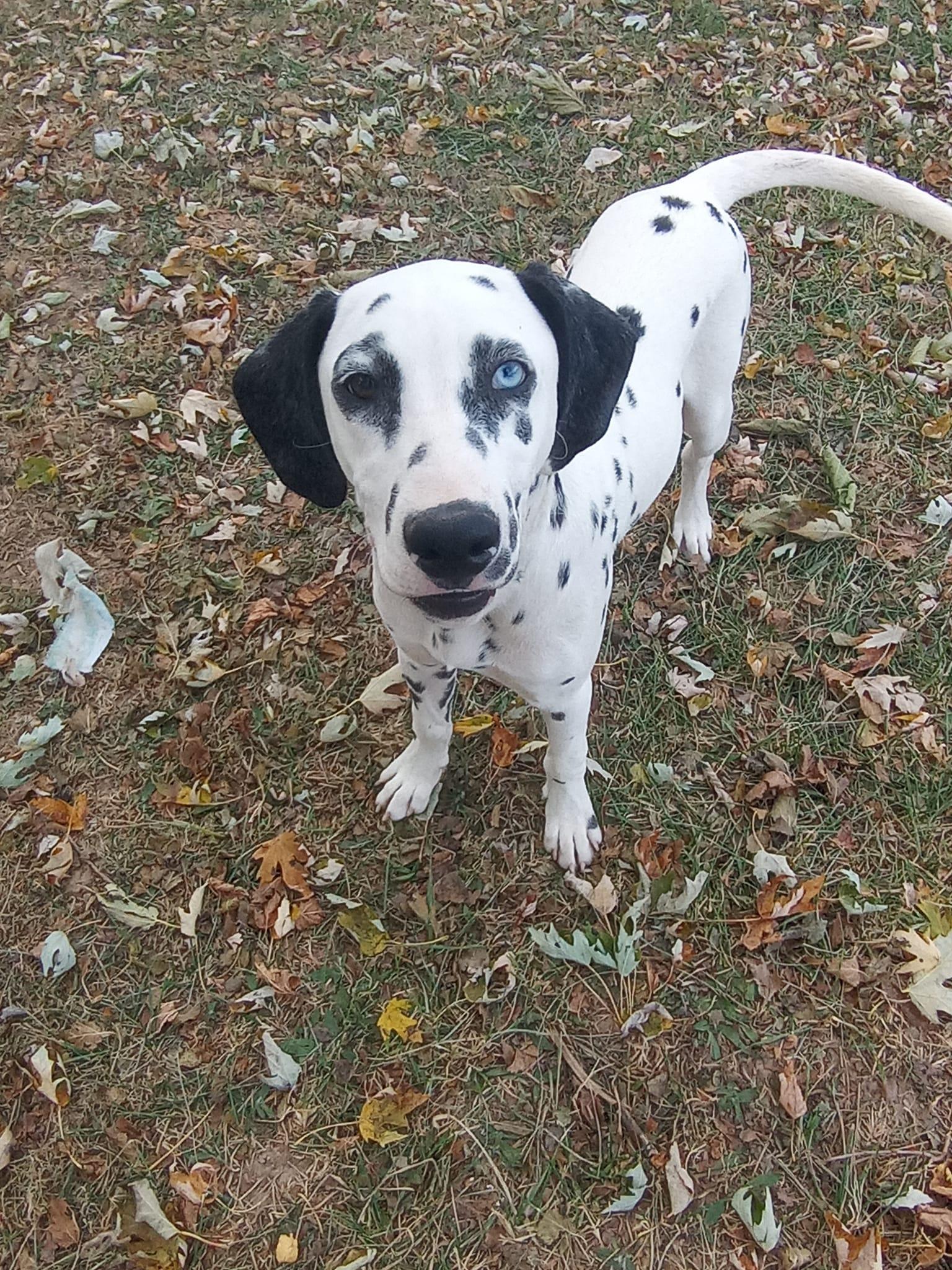 Wagner's Dalmatian's in Missouri | Dalmatian puppies | Good Dog