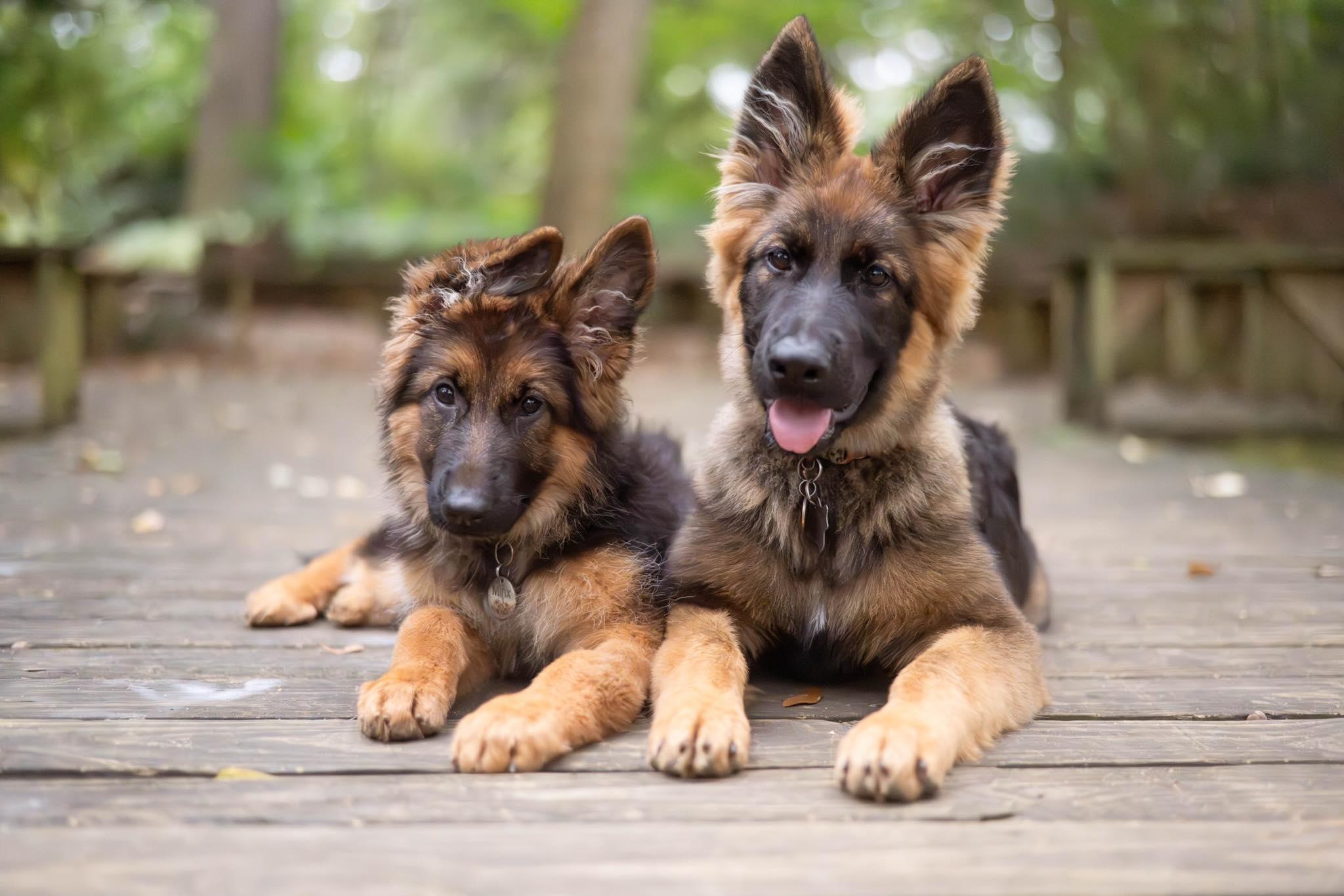 Vom Hausgladfel in Texas | German Shepherd puppies | Good Dog
