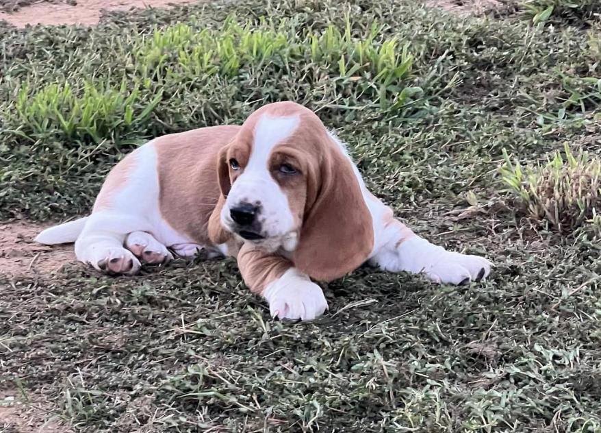 Backyard Basset’s in Oklahoma | Basset Hound puppies | Good Dog