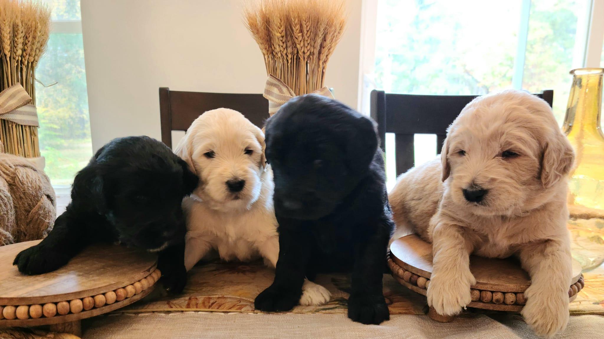 Taylored Labradoodles and Goldendoodle's of Michigan in Michigan ...