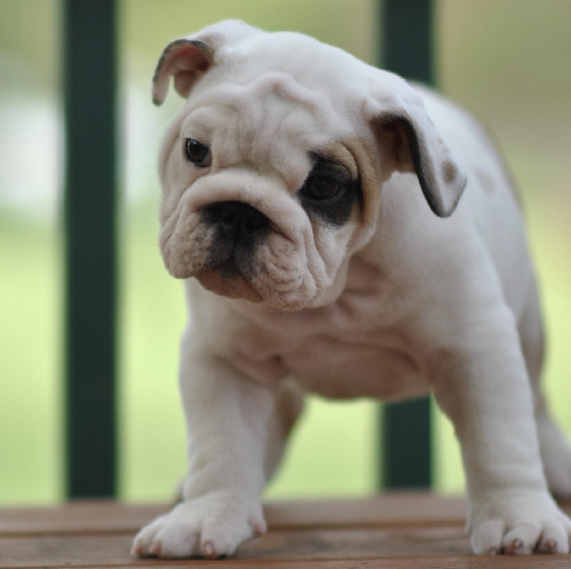 Saint Brides Bulldog in Virginia | Bulldog puppies | Good Dog