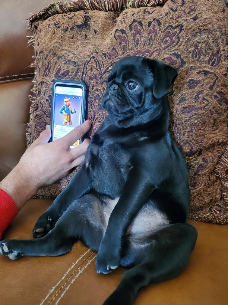 Pugs513 in Ohio | Pug puppies | Good Dog