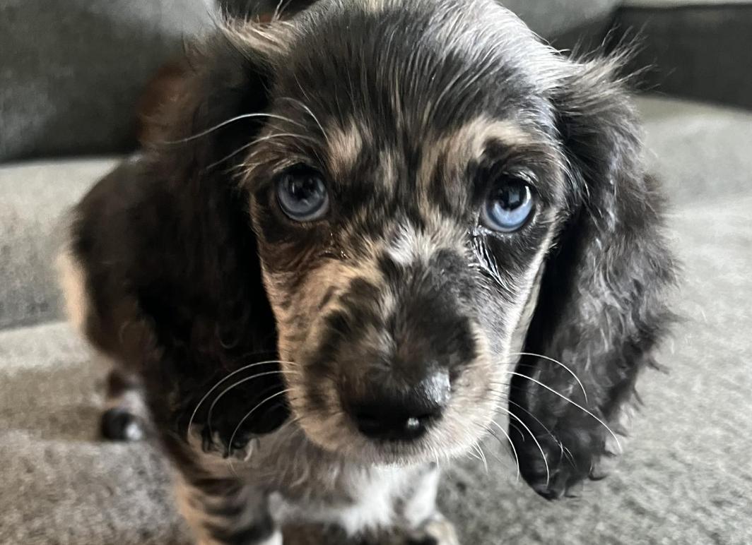 Upper Pack River Mini Dachshunds in Idaho | Dachshund puppies | Good Dog