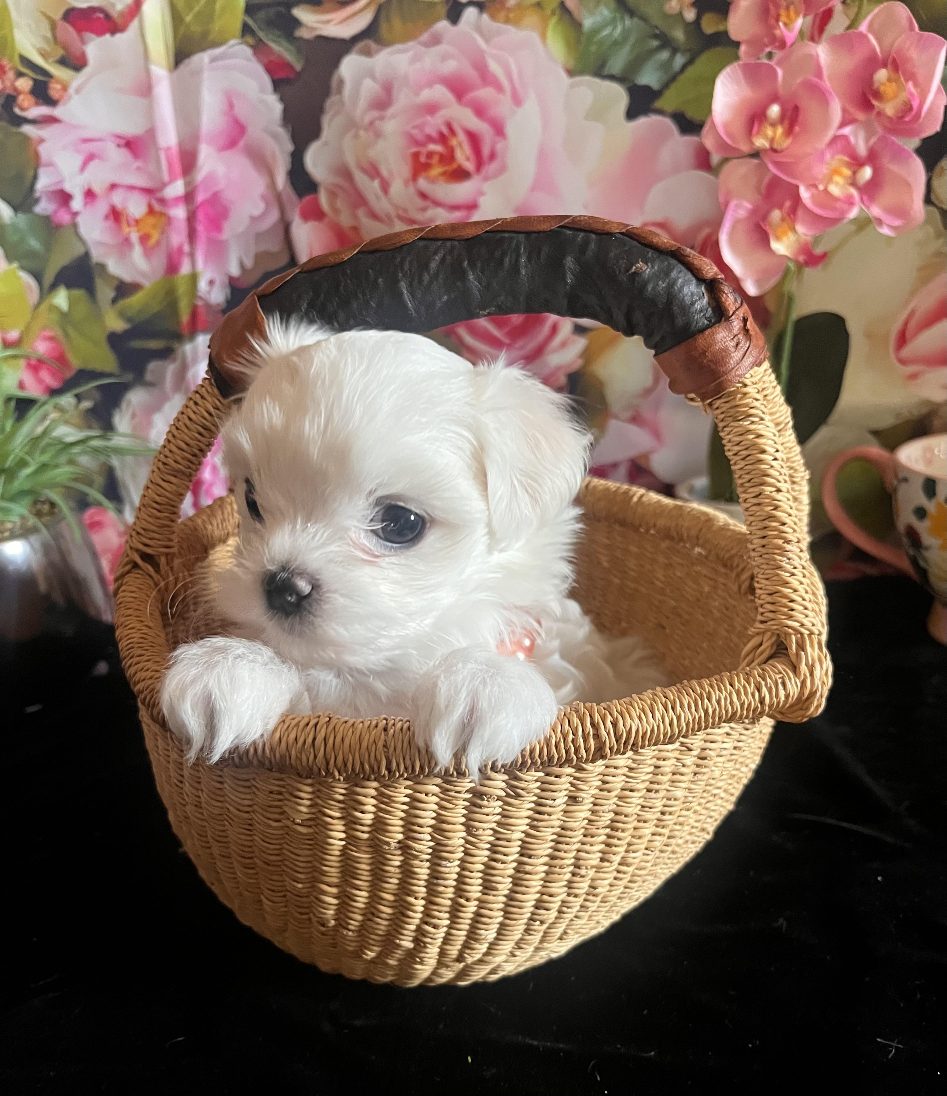 House of Poodles in California | Maltese, Poodle or Assorted Doodle ...