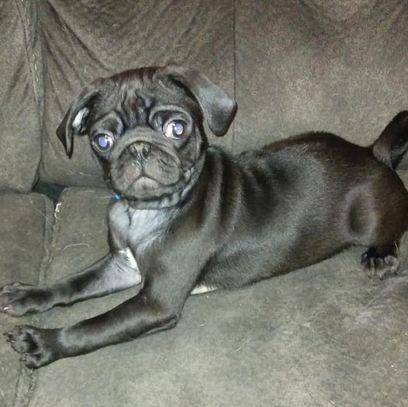 My Smoochie Poochies in Kentucky | Pug puppies | Good Dog