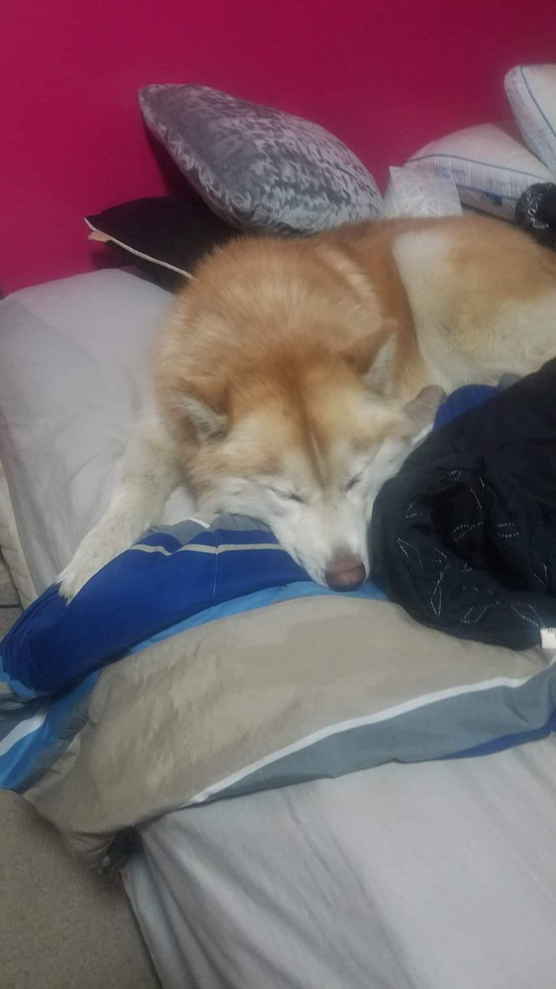 Duran's Huskies and Pomeranians in Indiana | Pomeranian and Siberian ...