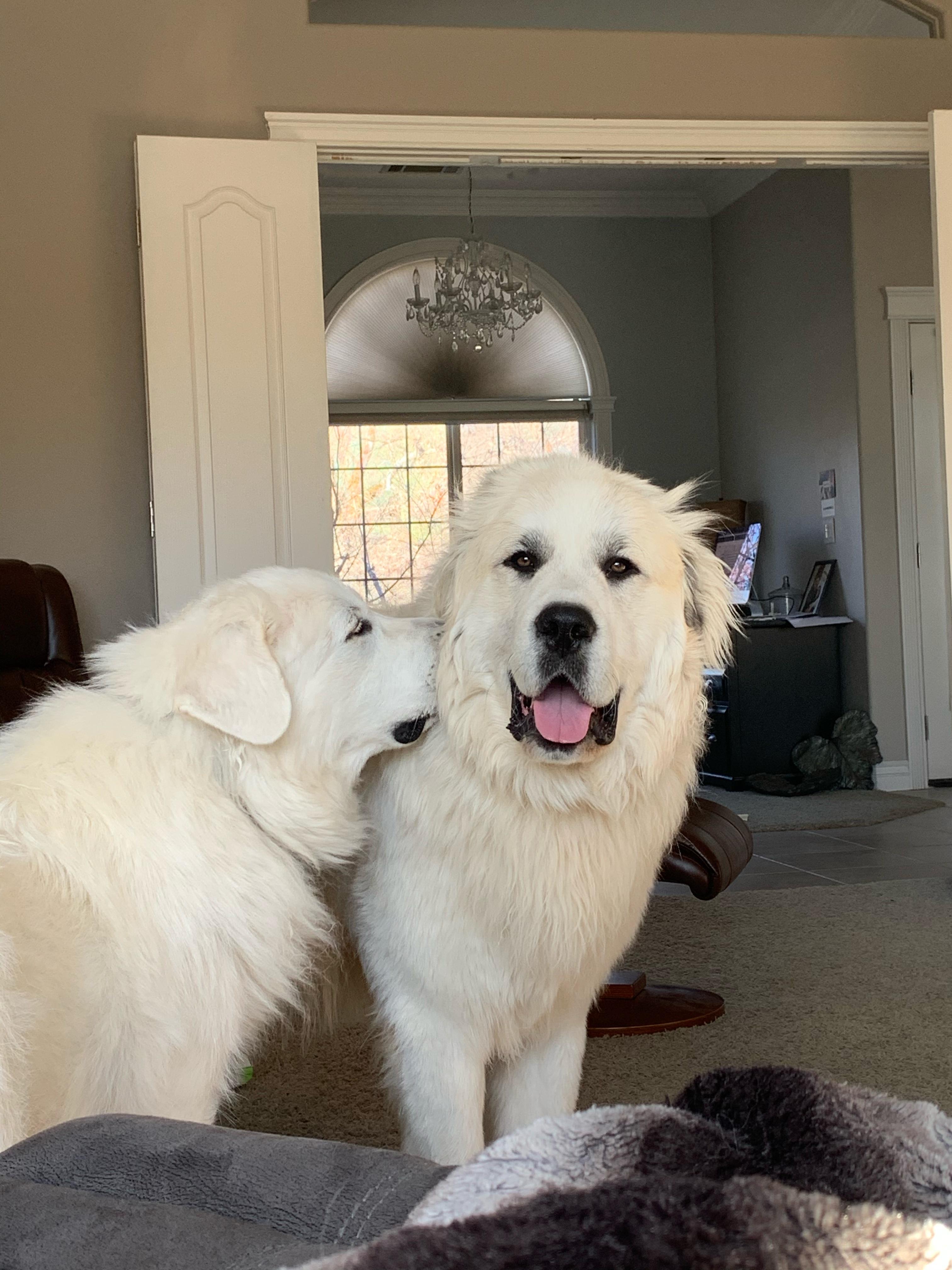Sugar Pine Pyrenees in California | Great Pyrenees puppies | Good Dog