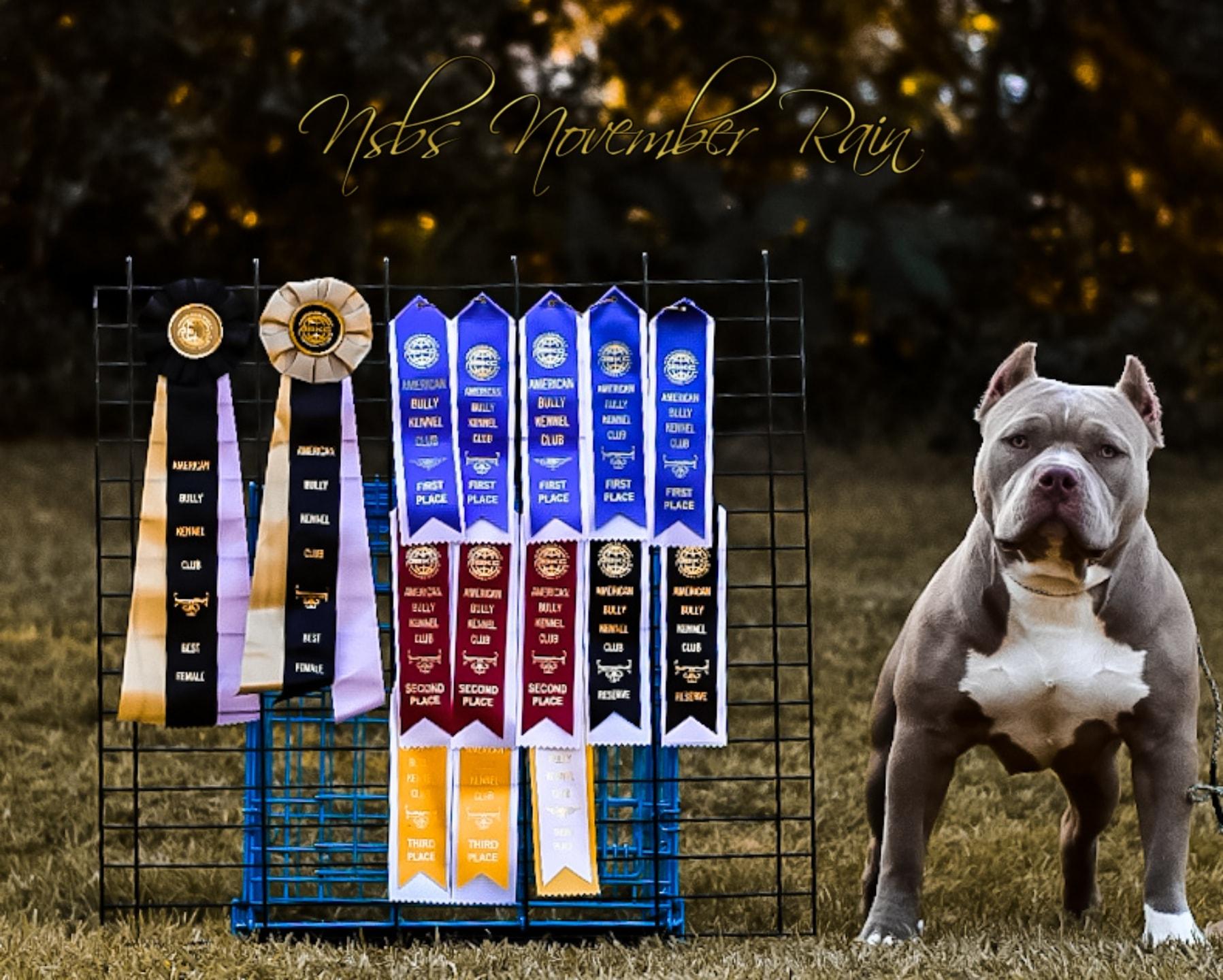 Noble South Bullies in Mississippi | American Bully puppies | Good Dog