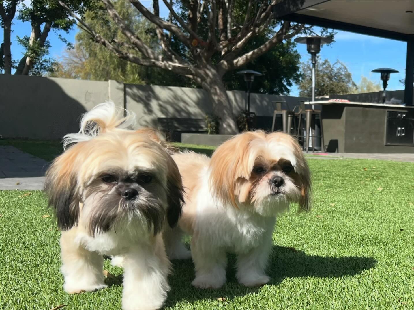 St Roch Shih Tzu in Arizona | Shih Tzu puppies | Good Dog