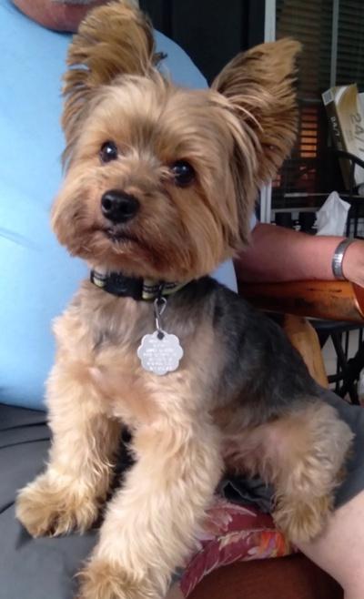 Sweet Georgia Yorkies in Georgia | Yorkshire Terrier puppies | Good Dog