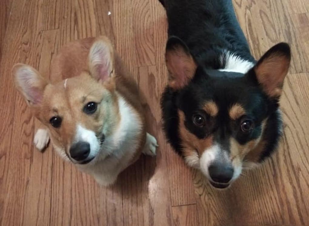 Runamuck Ranch in Virginia | Pembroke Welsh Corgi and American Corgi ...