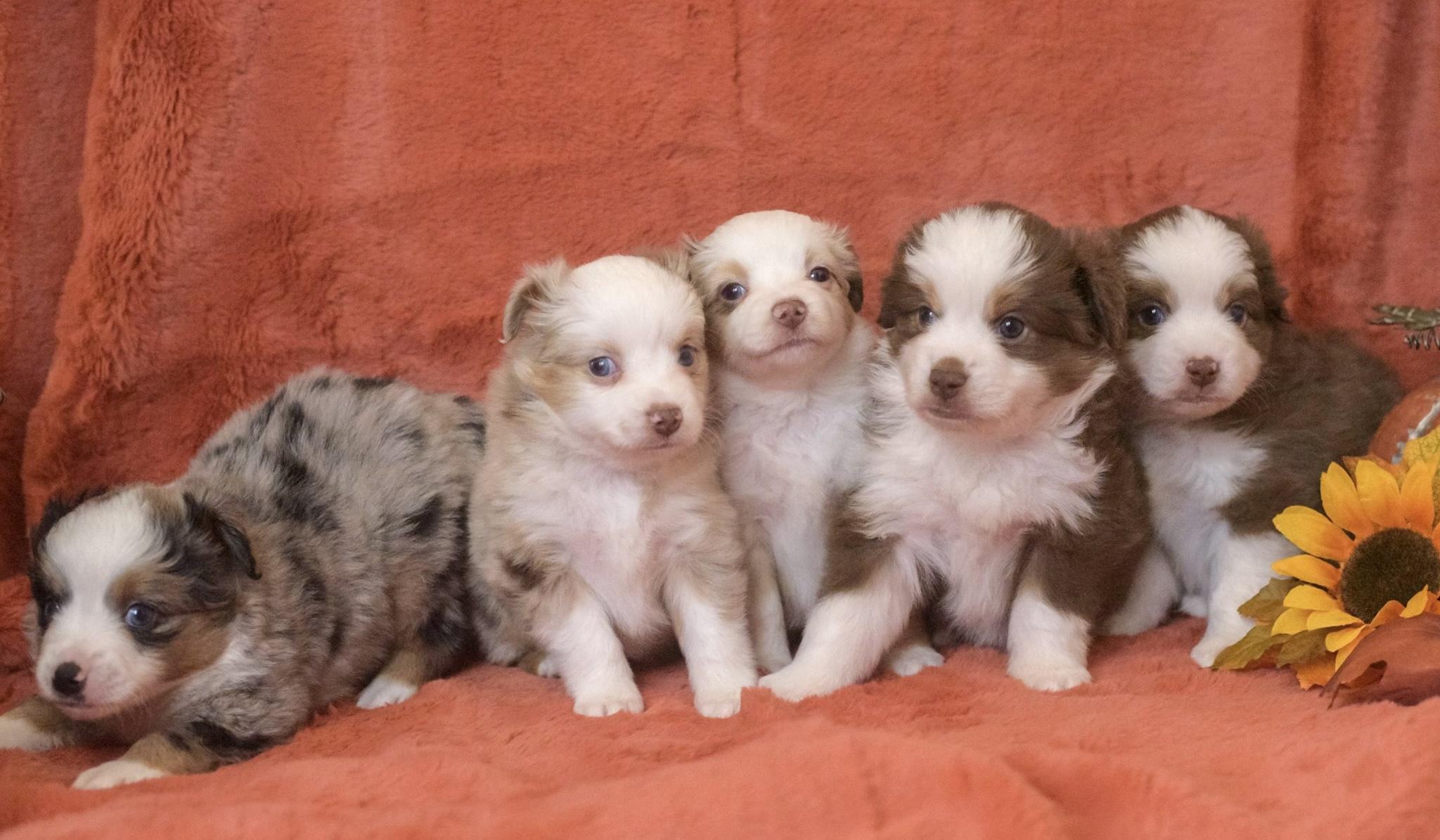 Indigo River Toy & Mini Aussies in Louisiana | Miniature Australian ...