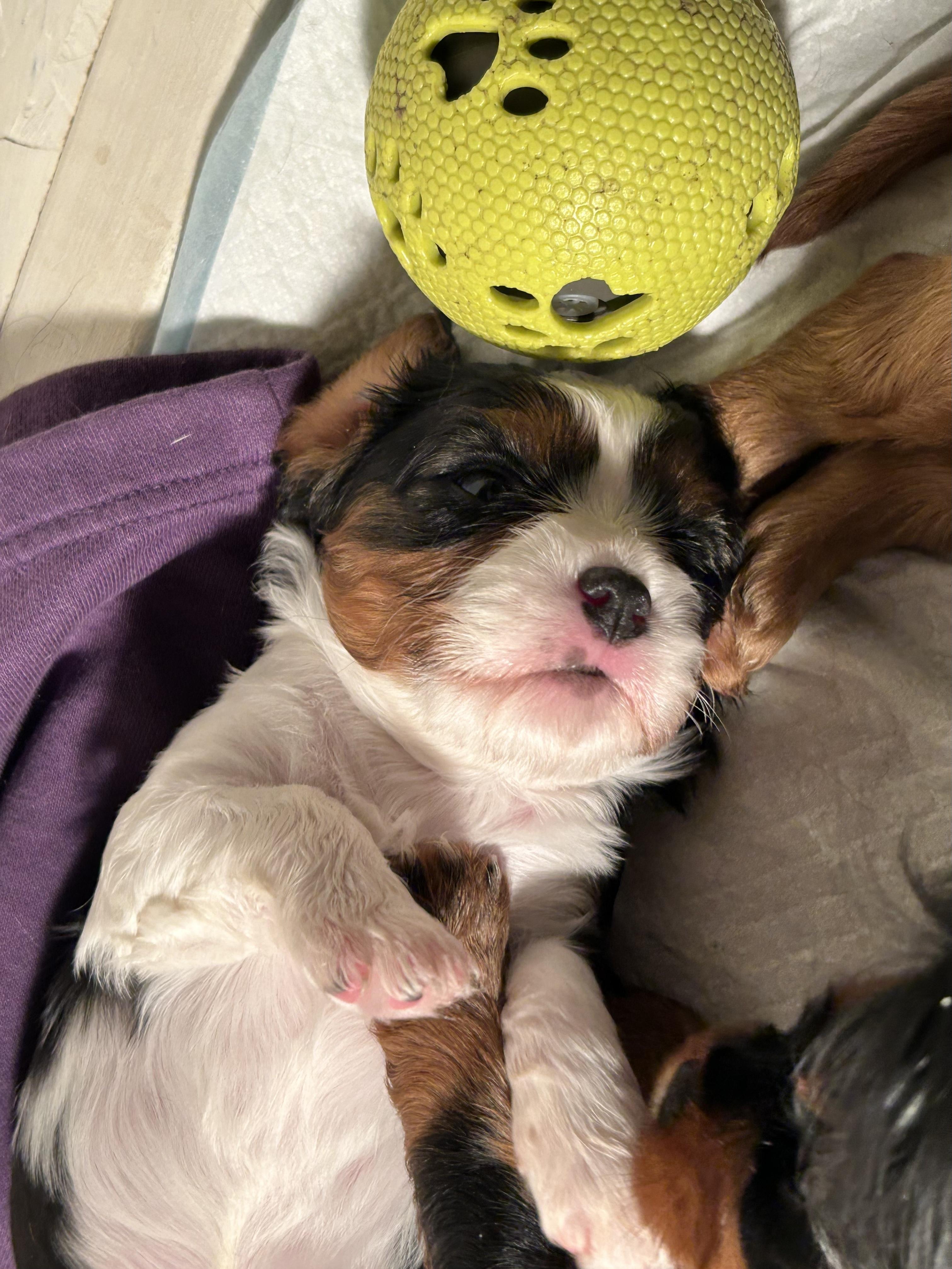 Boyd Cavapoo & Cavalier Puppies in Missouri | Cavalier King Charles ...
