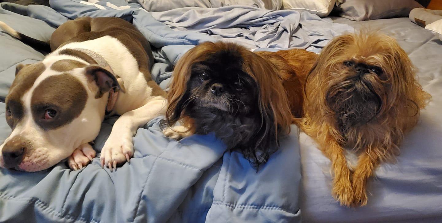 DreamMaker FBD in Florida | Brussels Griffon puppies | Good Dog