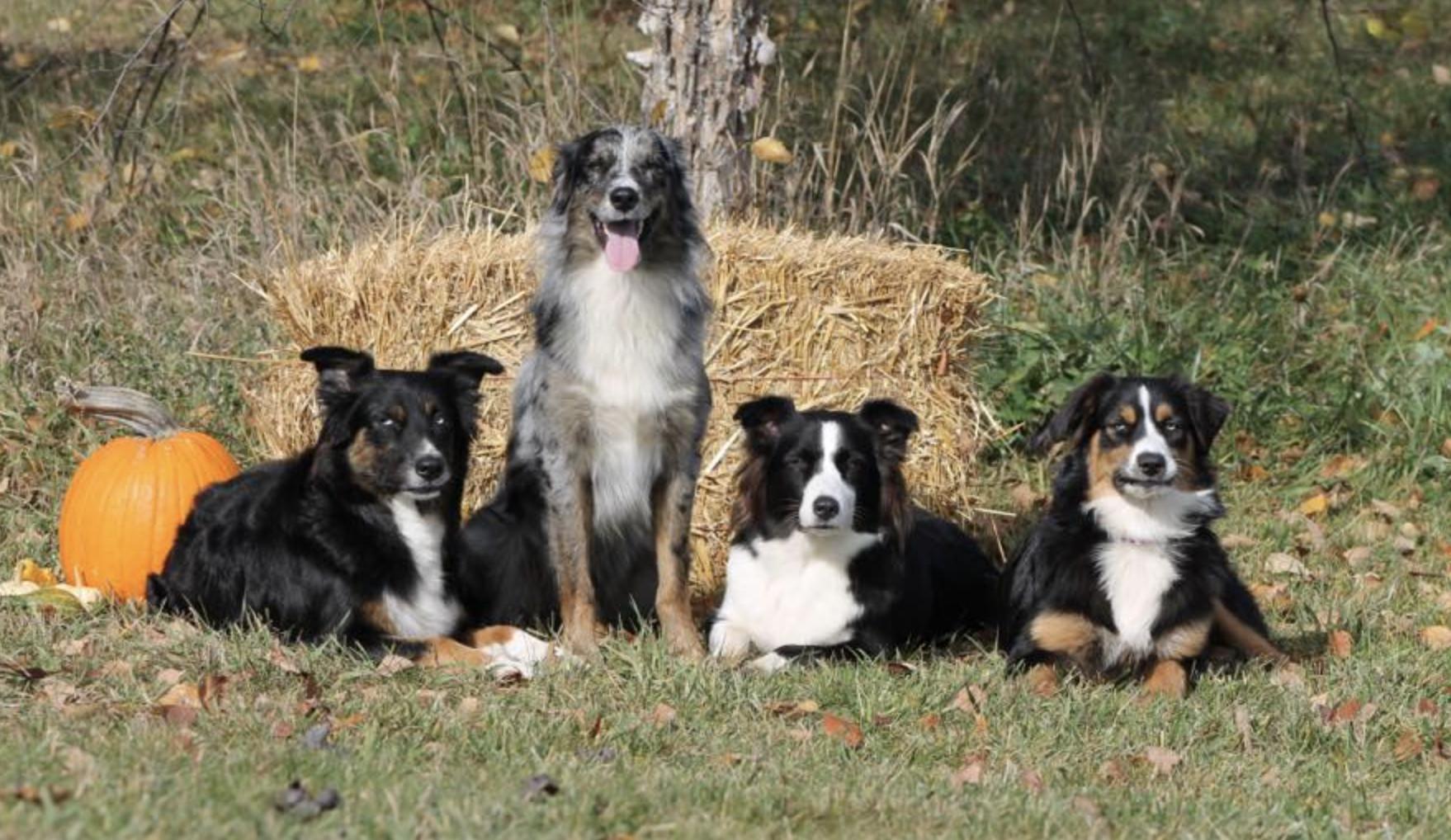 Frantzick Farm Aussies in Minnesota | Australian Shepherd puppies ...