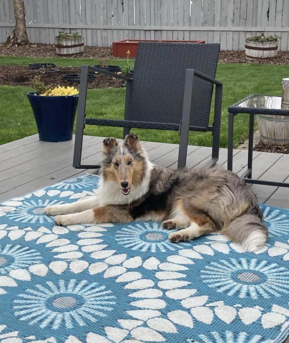 Aura Island in Alaska | Collie puppies | Good Dog