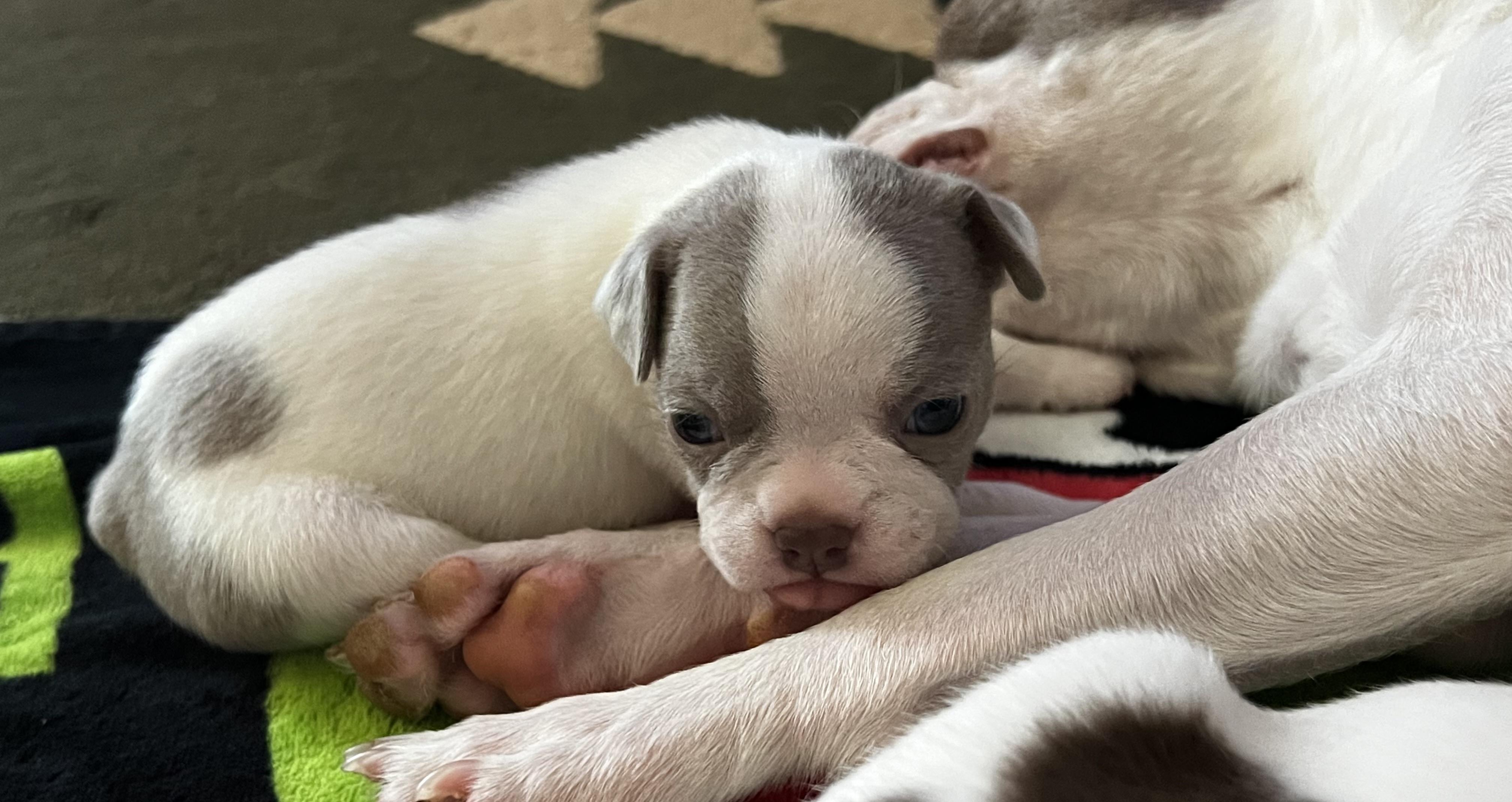 Splashed To Perfection Farms in Texas | Boston Terrier and Great Dane ...