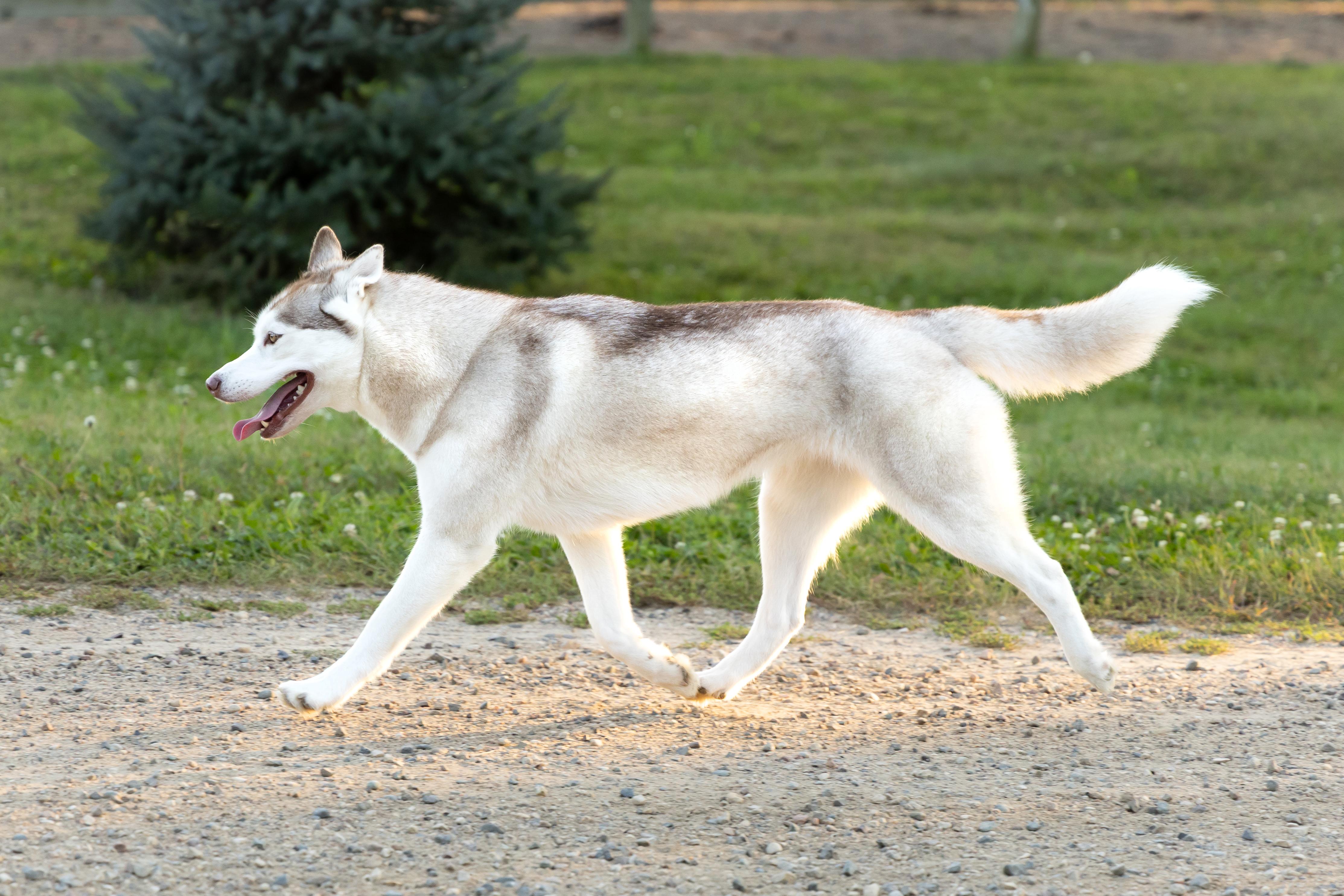 Naturez Siberians in Minnesota | Siberian Husky puppies | Good Dog