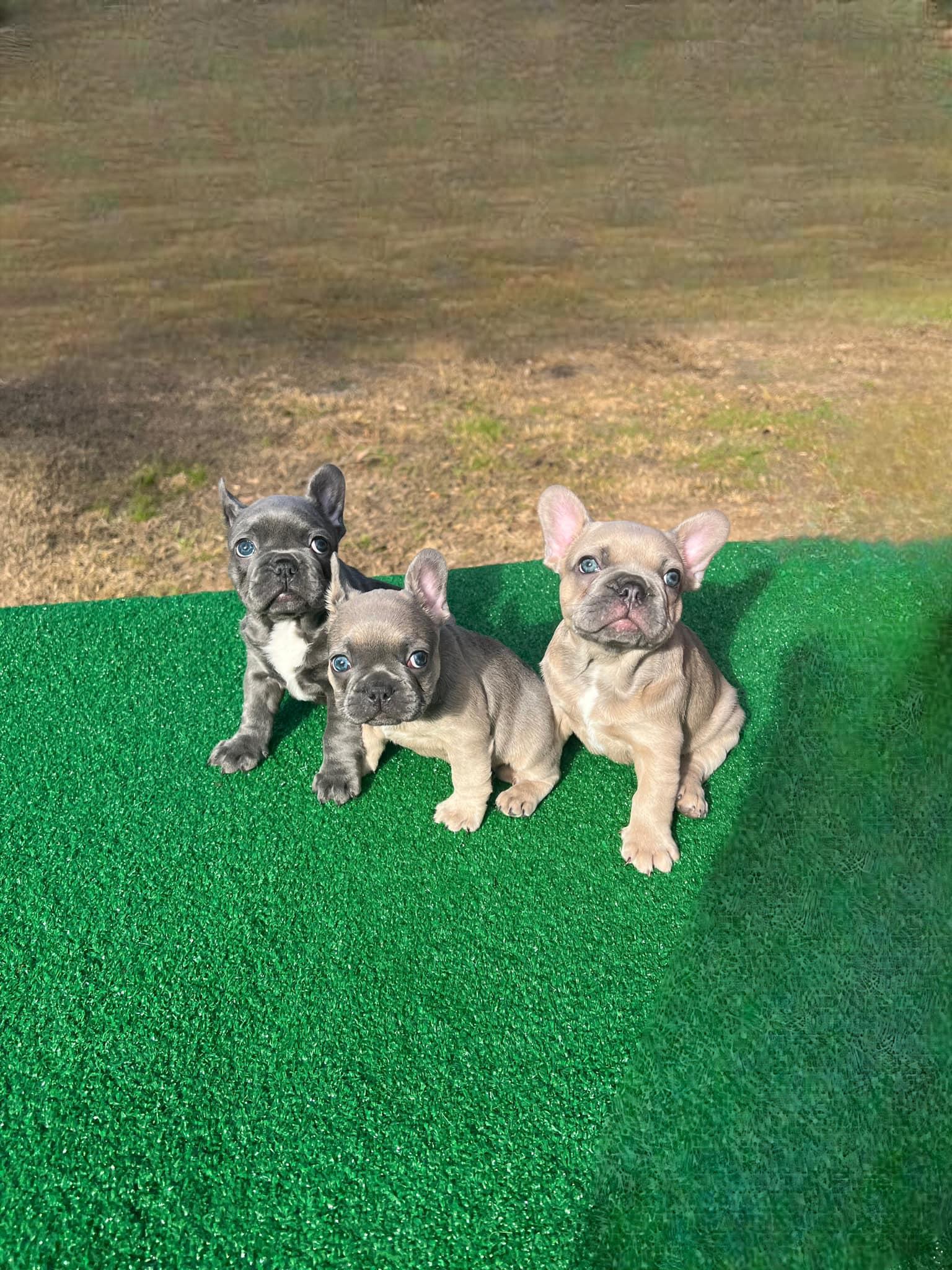 Blue Bottom Frenchies in Texas | French Bulldog puppies | Good Dog