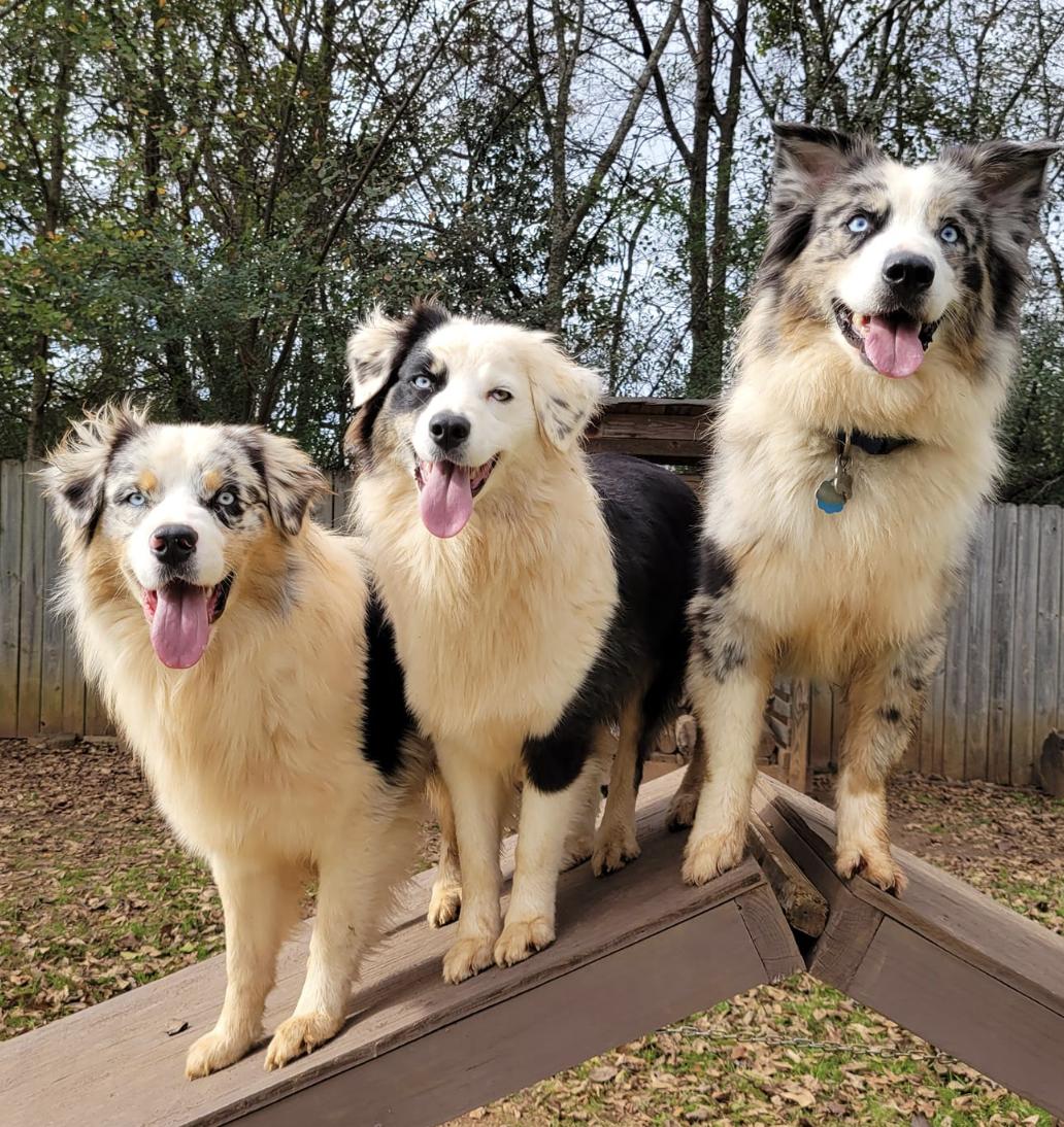 Southern Bred Aussies in Georgia | Australian Shepherd puppies | Good Dog