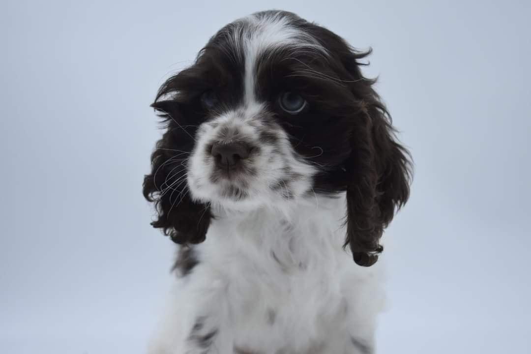 Little House Shih Tzus and Cocker Spaniels in Missouri | Cocker Spaniel ...