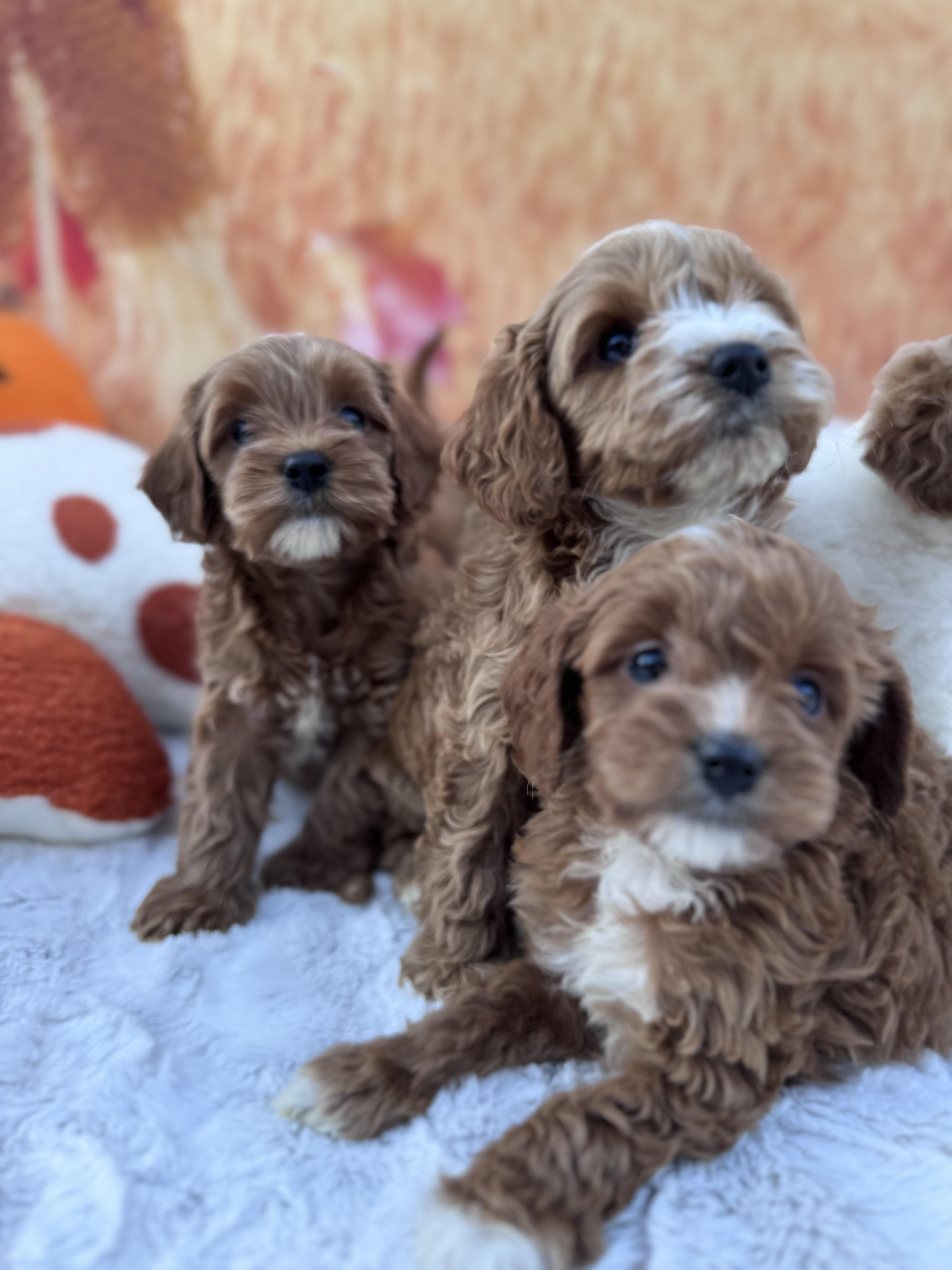 Pawsome Aussie Doodles and Oodles in Maryland | Cavapoo and ...