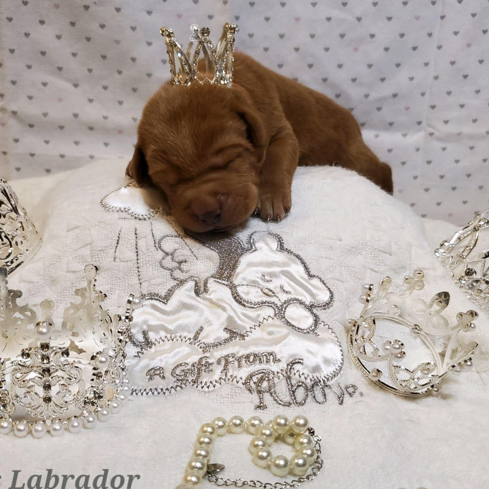 Kilgore’s Labrador Retrievers in Ohio | Labrador Retriever puppies ...