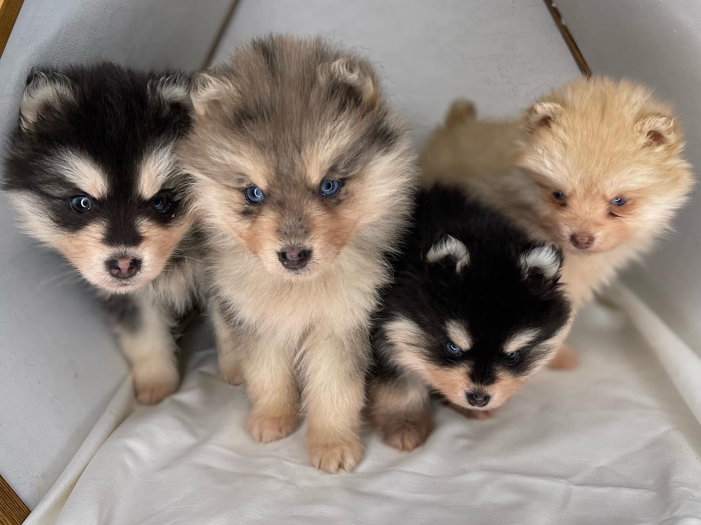 Cali Pomskies in California | Pomsky puppies | Good Dog