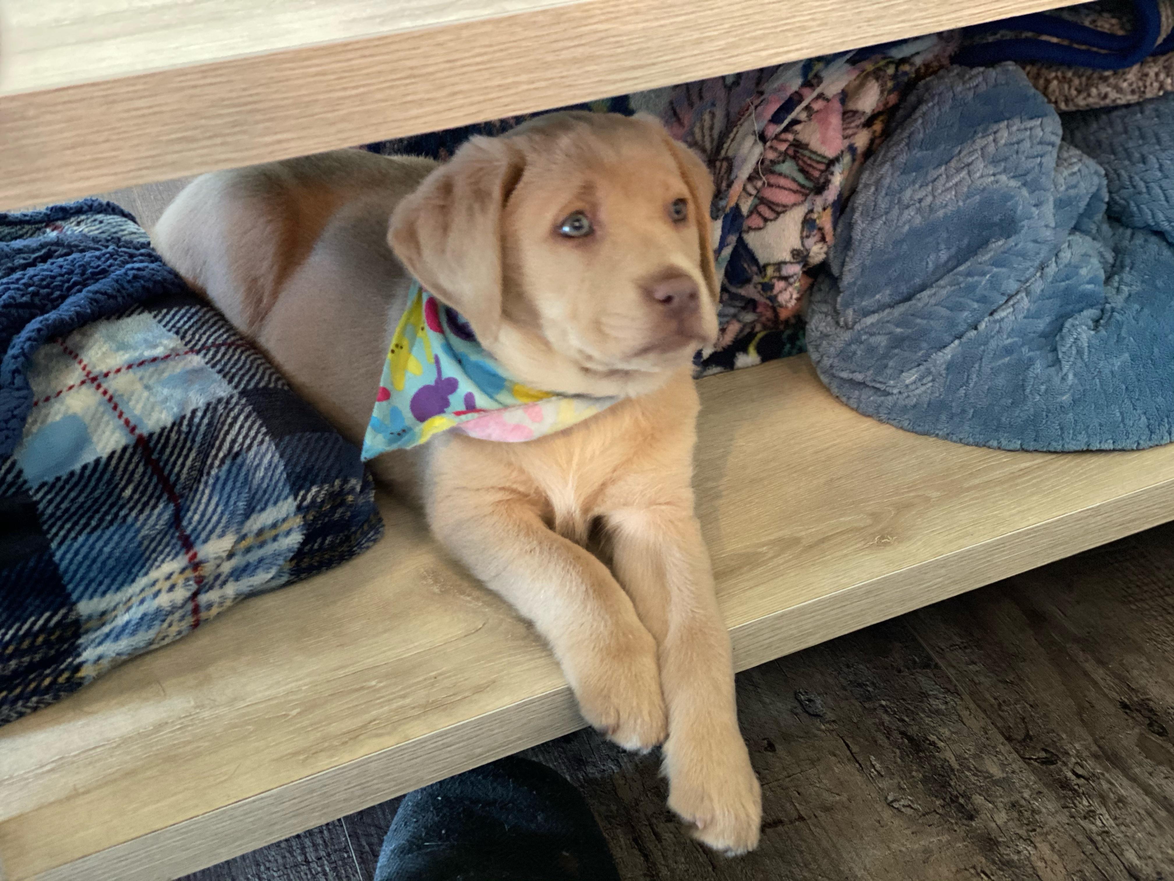 Summer Lovin’ Labradors of Southern Illinois in Illinois | Labrador ...