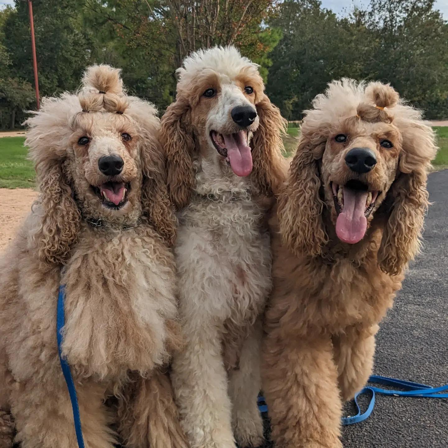 Celestial Jewels Poodles in Texas | Poodle puppies | Good Dog