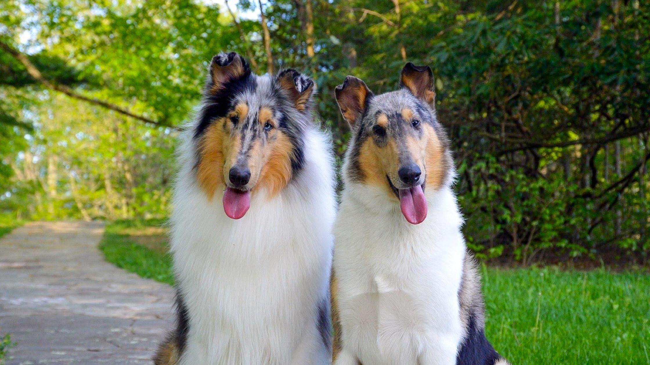#1 Guide to Health Testing — Collie | Good Dog