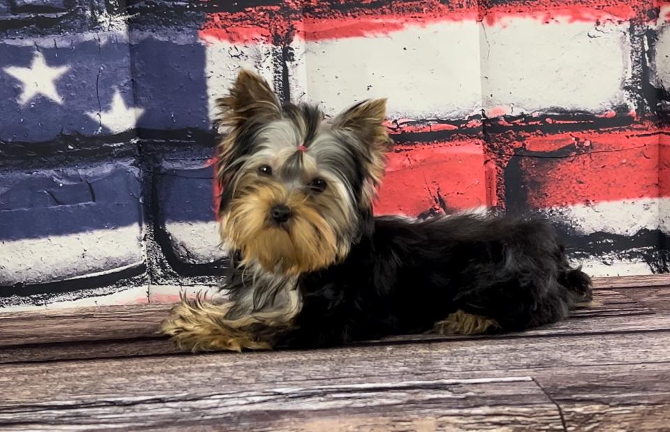 JMAK Dreams in Iowa | Yorkshire Terrier puppies | Good Dog