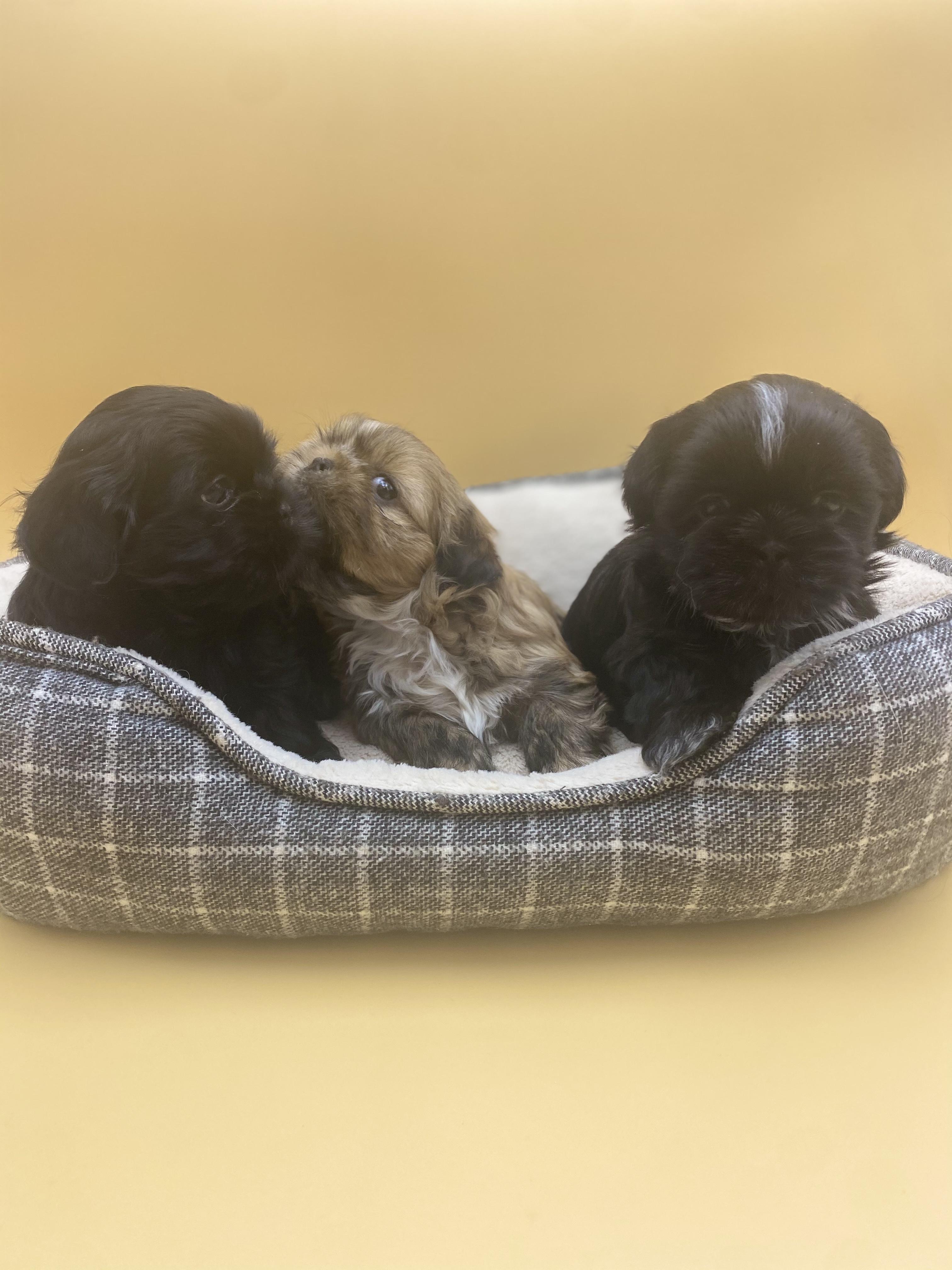 Little Foot Paws 🐾 in Texas | Shih Tzu puppies | Good Dog