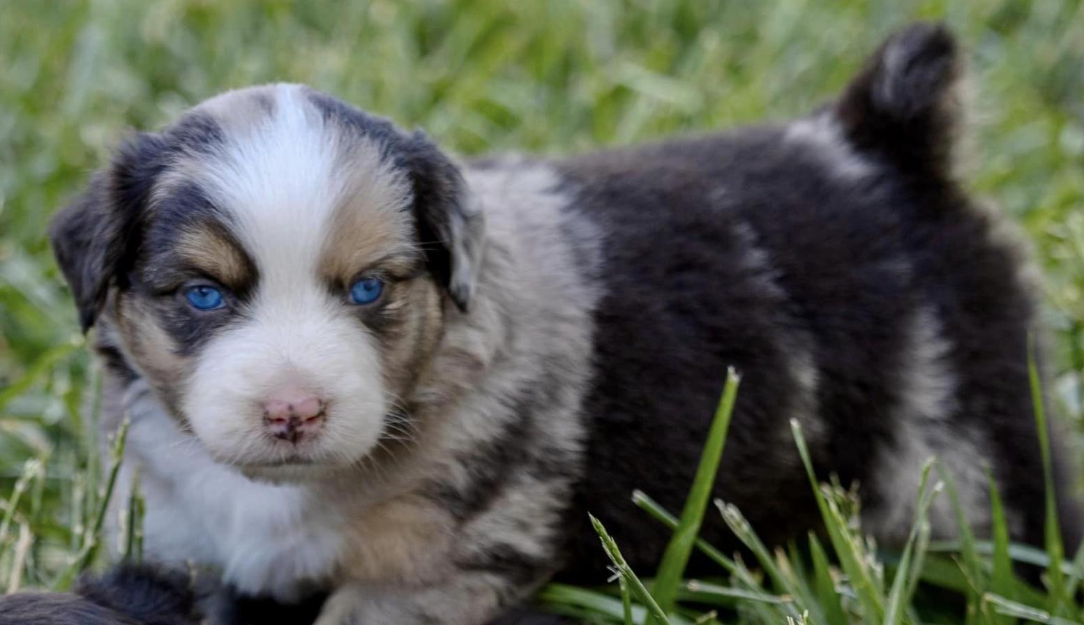 Shine Blue Kennel in Kansas | Miniature Australian Shepherd puppies ...