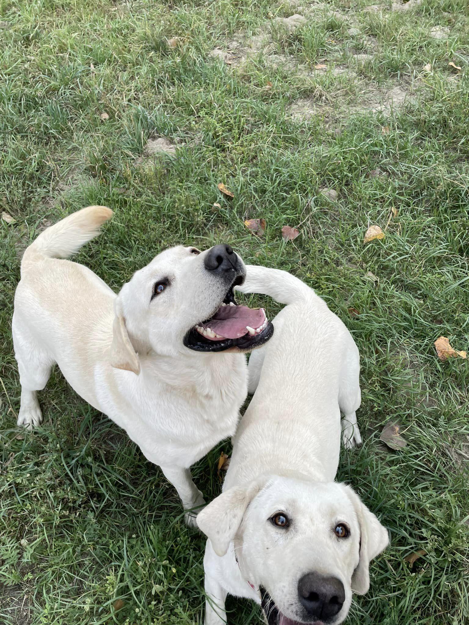 River's Edge Labradors in Idaho | Labrador Retriever puppies | Good Dog