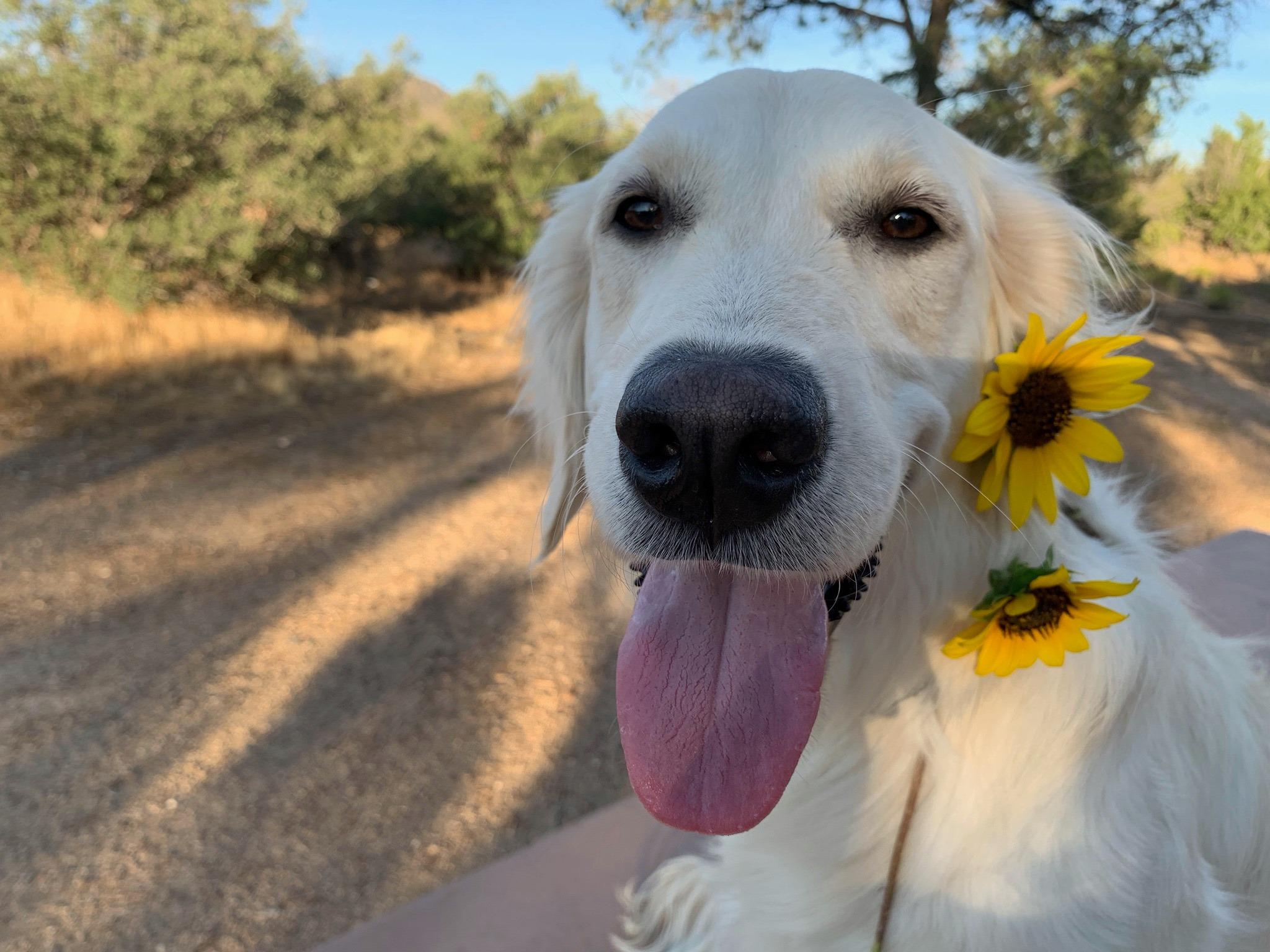 Golden Kennel Breeders in California | Golden Retriever puppies | Good Dog