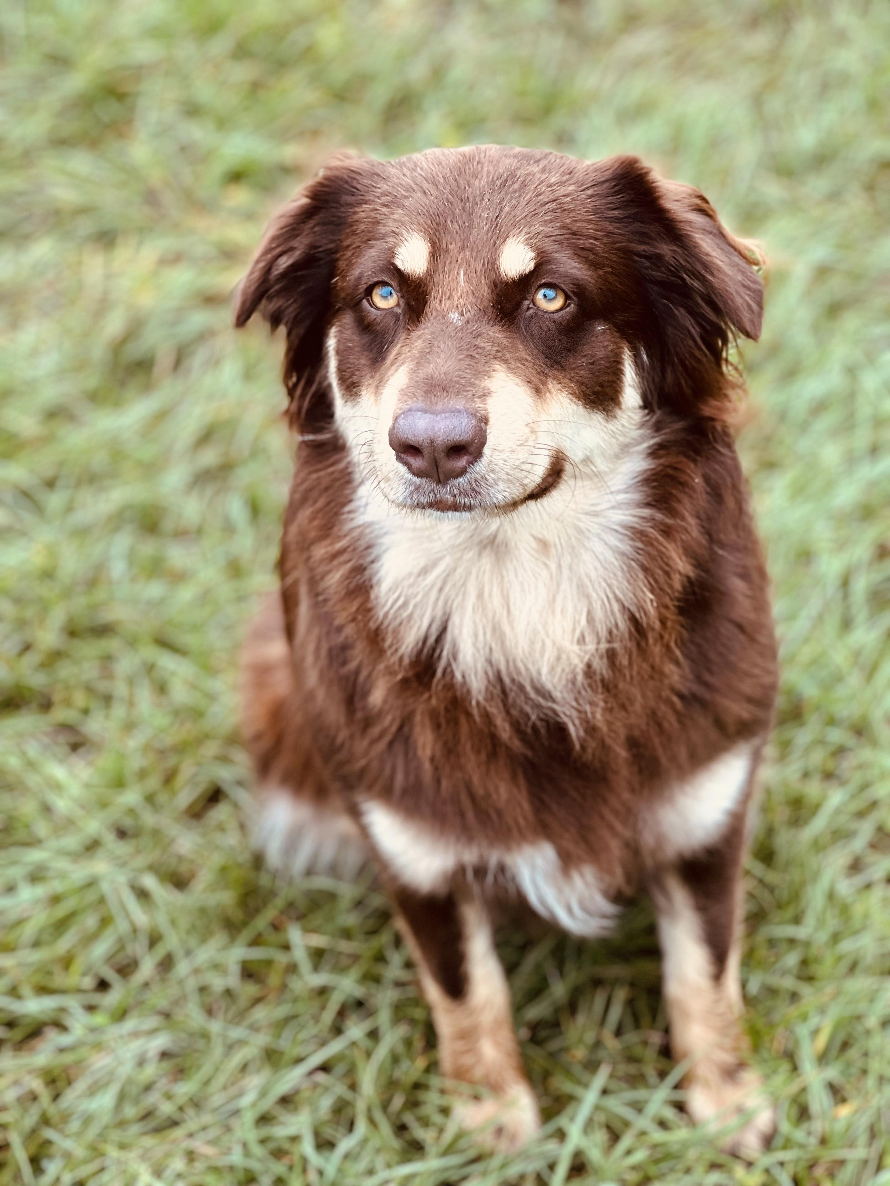 Udder Chaos Ranch in Florida | Australian Shepherd puppies | Good Dog
