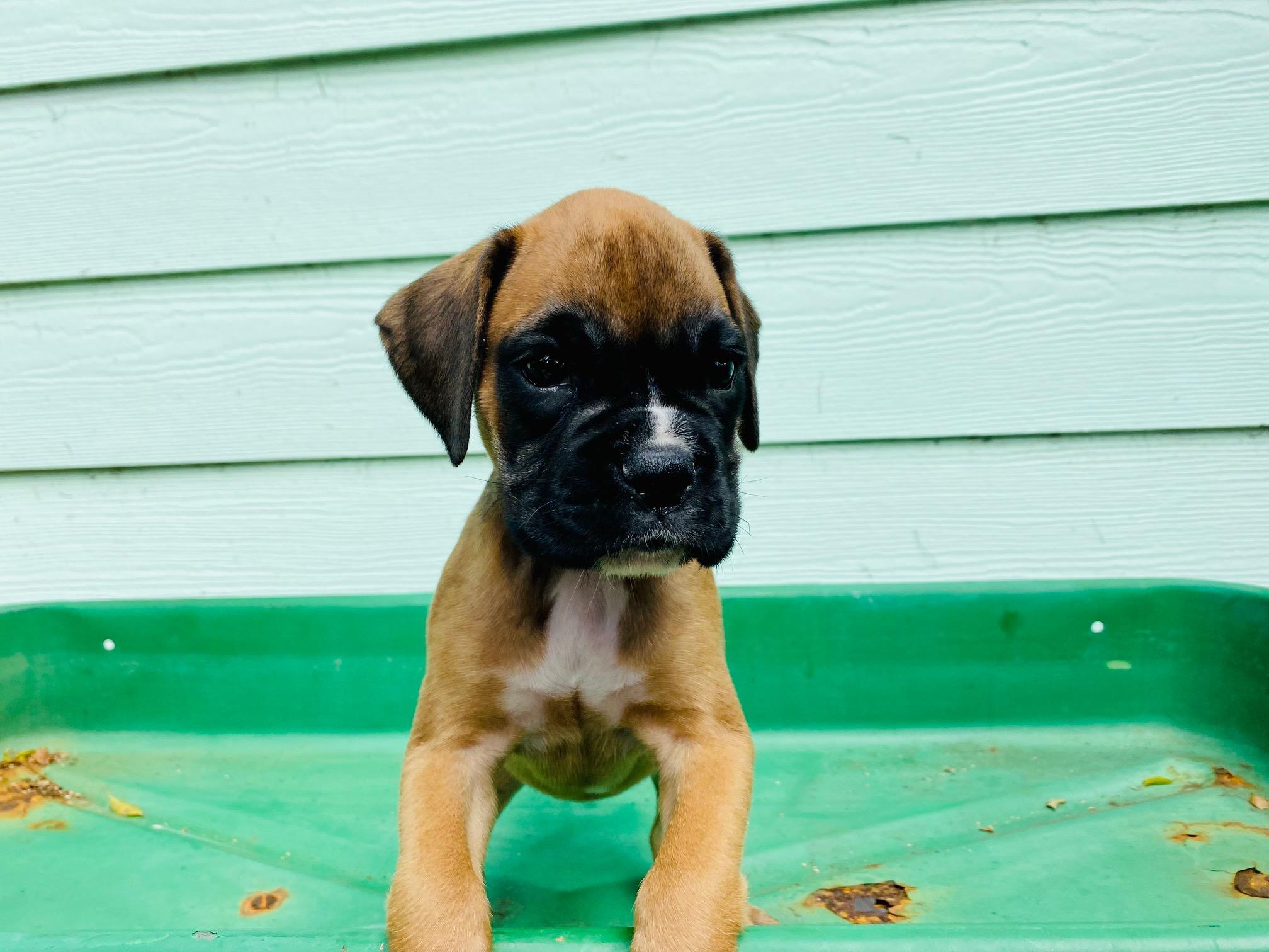 Beachside Boxers and Frenchies in Florida | Boxer and French Bulldog ...
