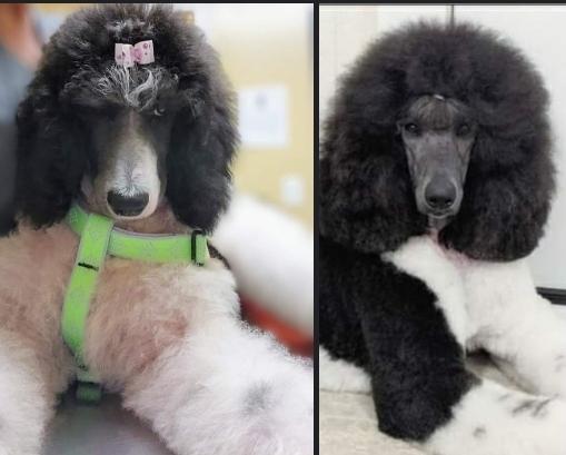 Lisa Marie's Poodles & Doodles in Georgia | Goldendoodle and Poodle ...