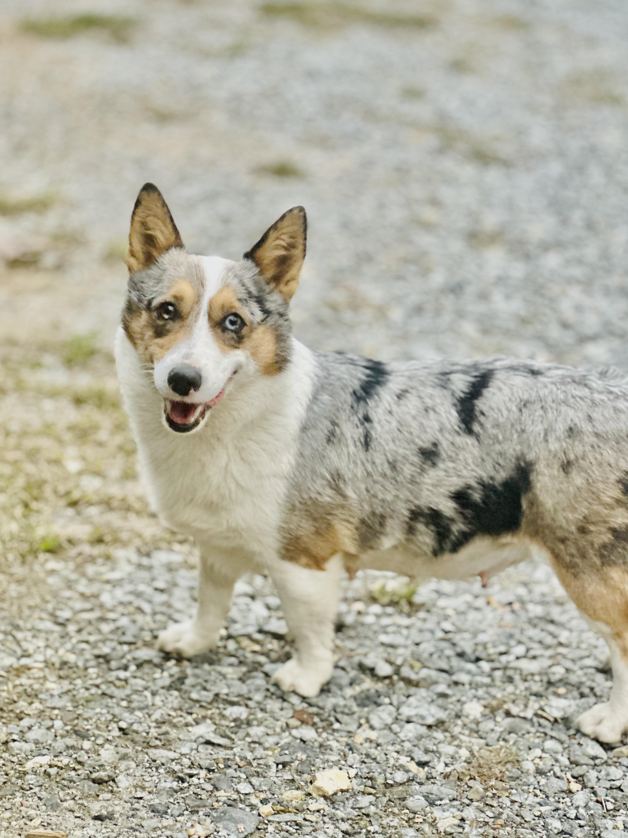 Ingram's Corgis in Georgia | Pembroke Welsh Corgi and American Corgi ...
