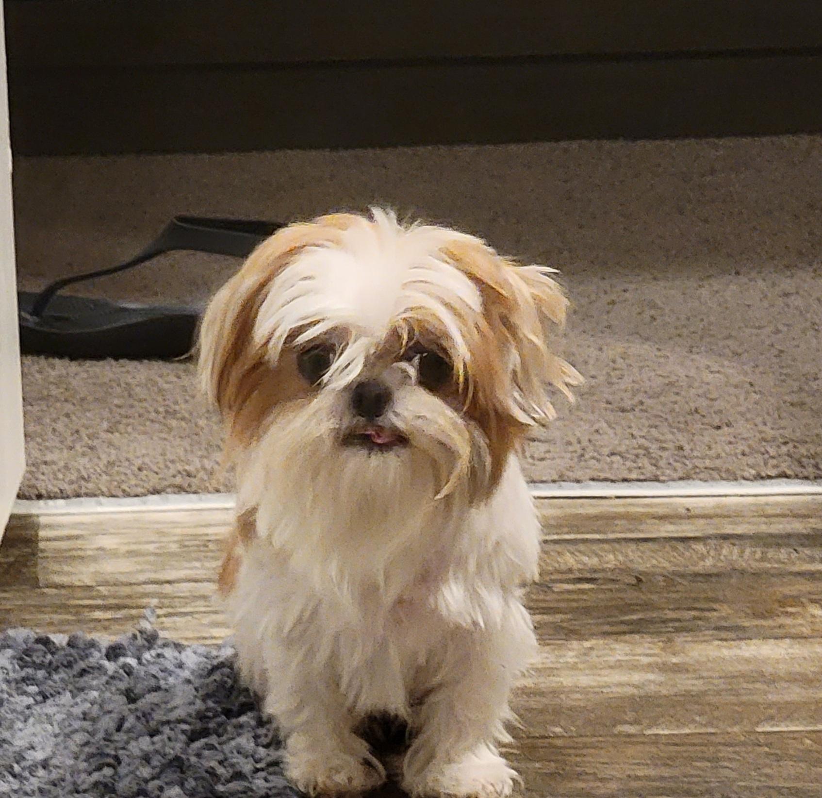 Melanie's Tiny Tibet Treasures in South Carolina | Shih Tzu puppies ...
