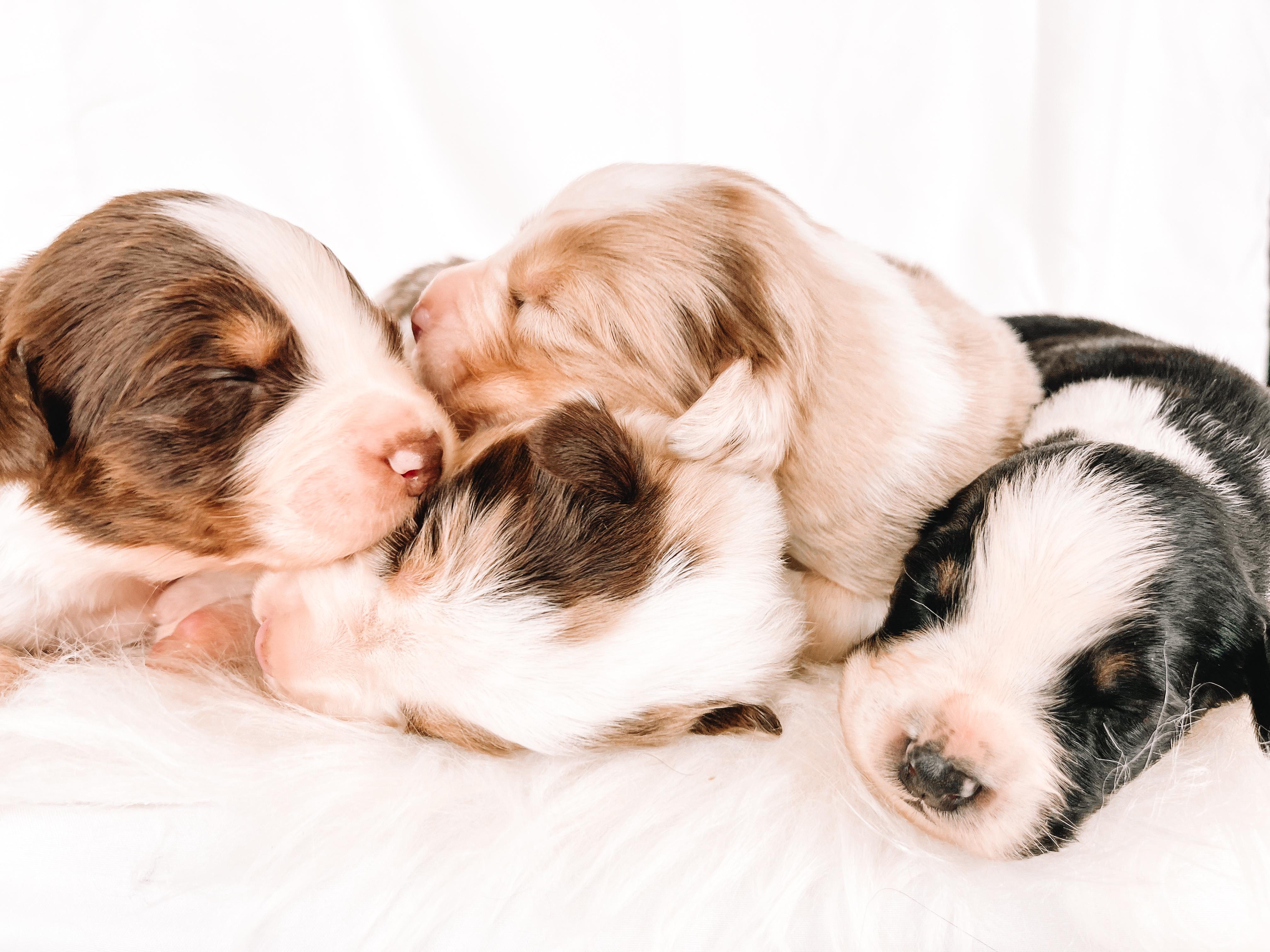 Boise Aussie Paws in Idaho | Australian Shepherd puppies | Good Dog