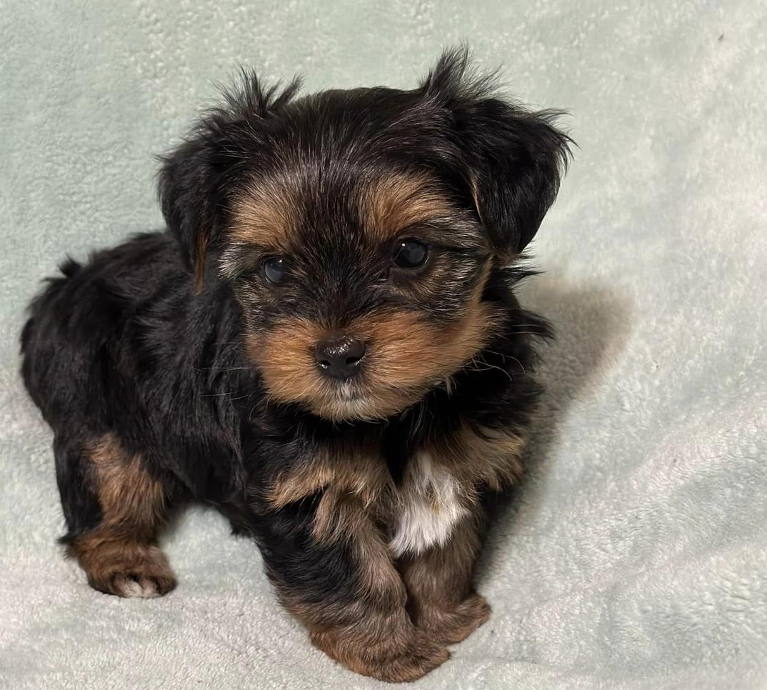 Best Friends Yorkies in Georgia | Yorkshire Terrier puppies | Good Dog