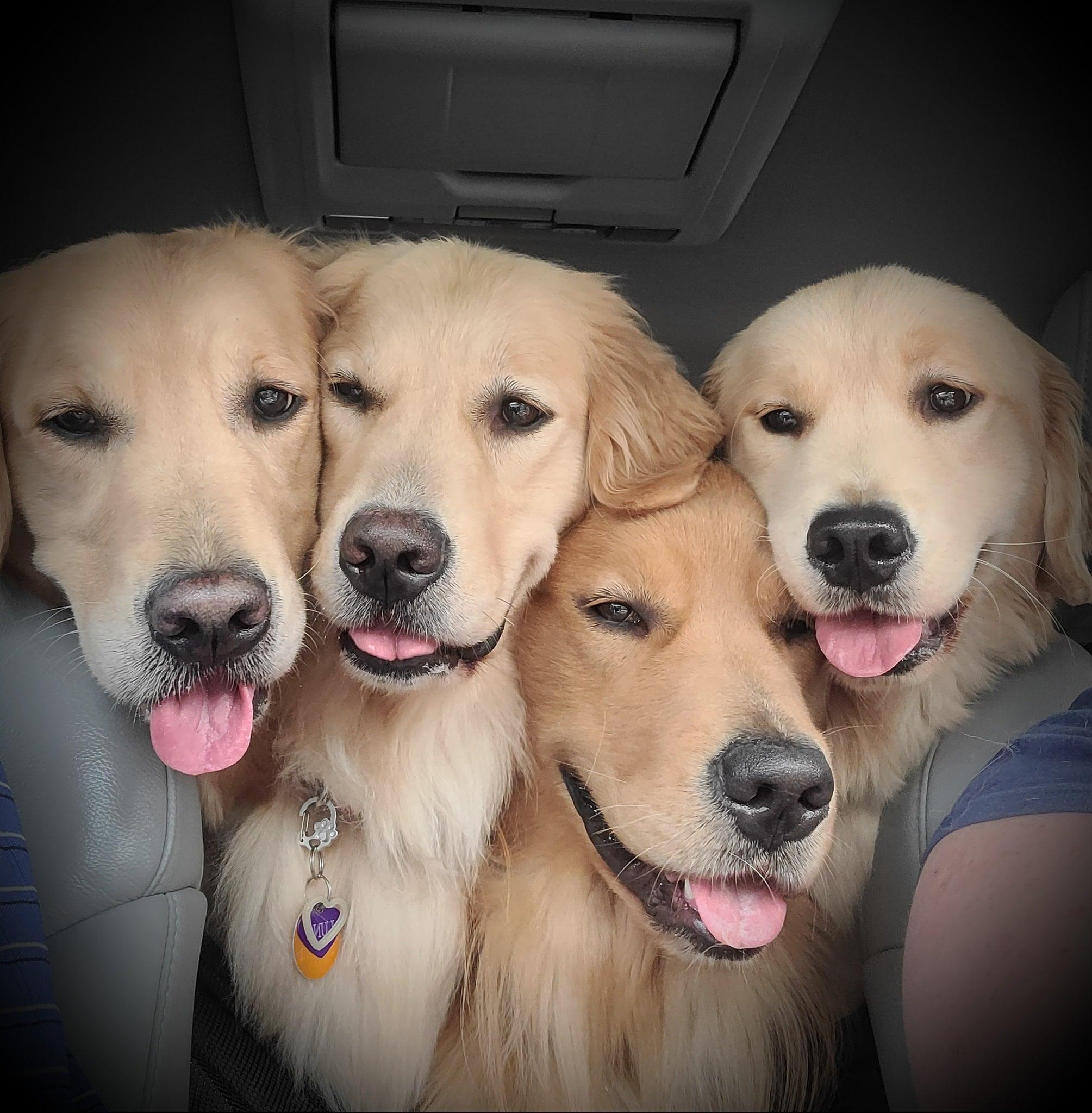 Finnvarr's Legacy Golden Retrievers in Connecticut | Golden Retriever ...