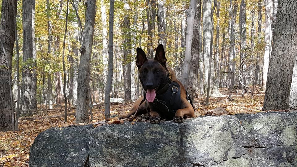 Exogenic Arma Contra Malum K-9 in Maryland | Belgian Malinois puppies ...