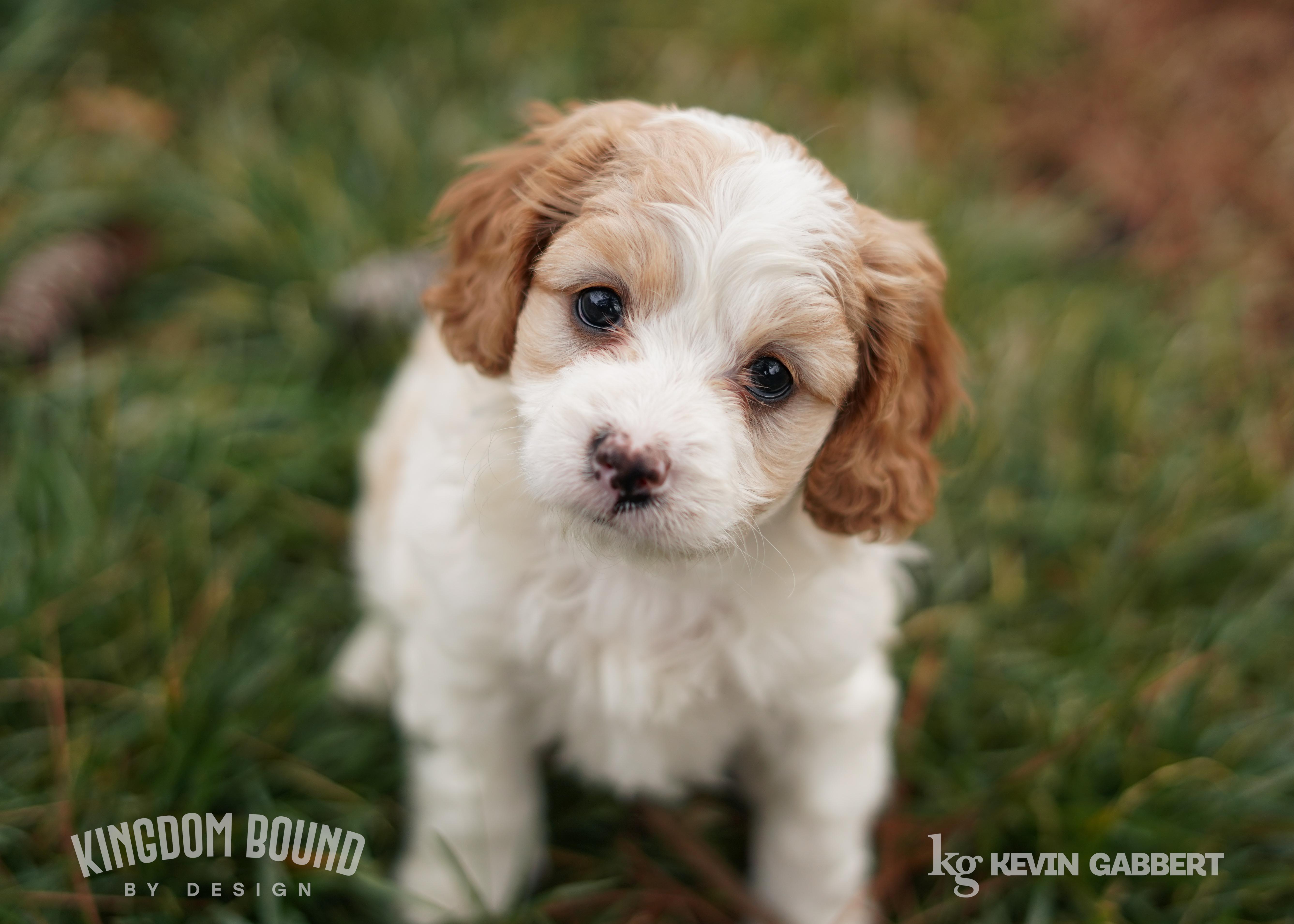 Kingdom Bound By Design in Arkansas | Cavapoo and Havapoo puppies | Good Dog