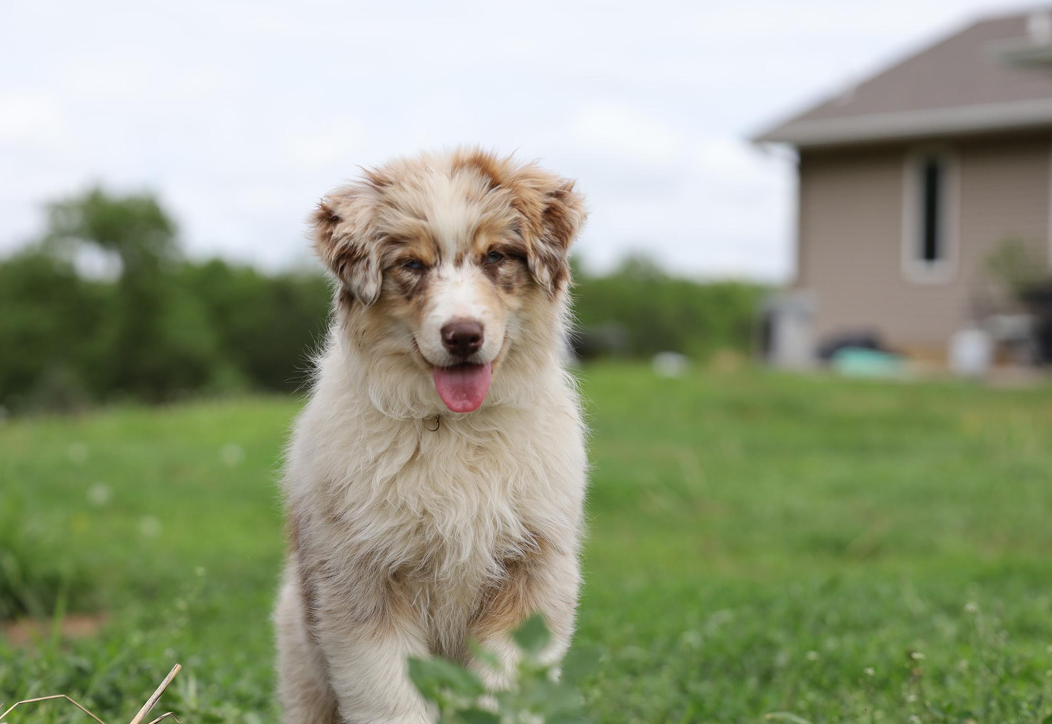 Danker Farms in Iowa | Australian Shepherd puppies | Good Dog