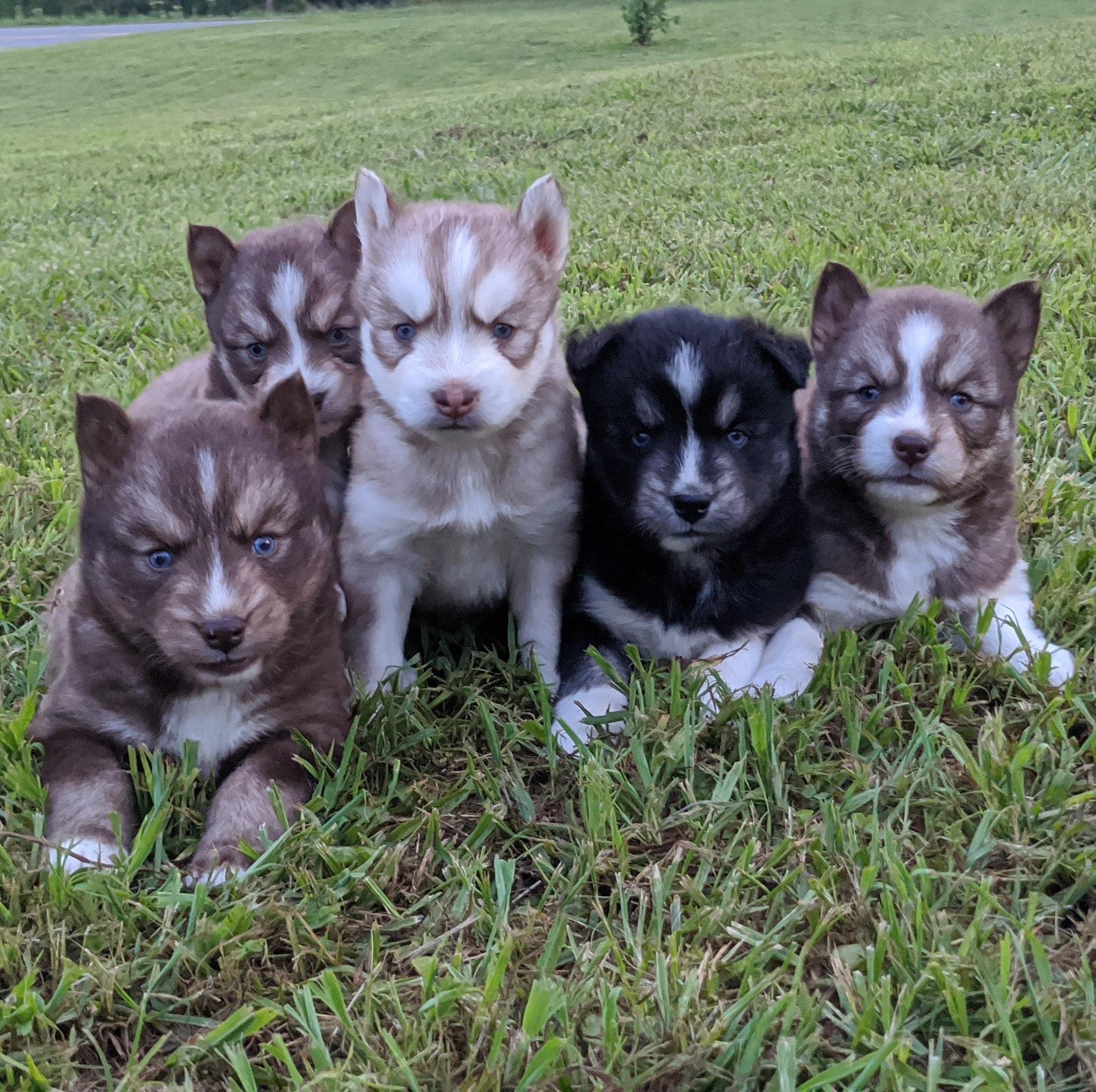Snow King Huskies Kennels in North Carolina | Siberian Husky puppies ...