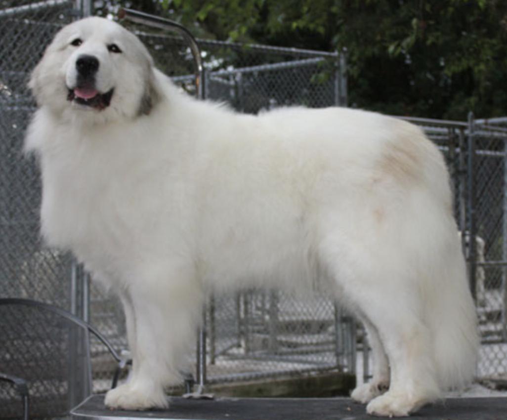 Impyrial Great Pyrénées in New York | Great Pyrenees puppies | Good Dog