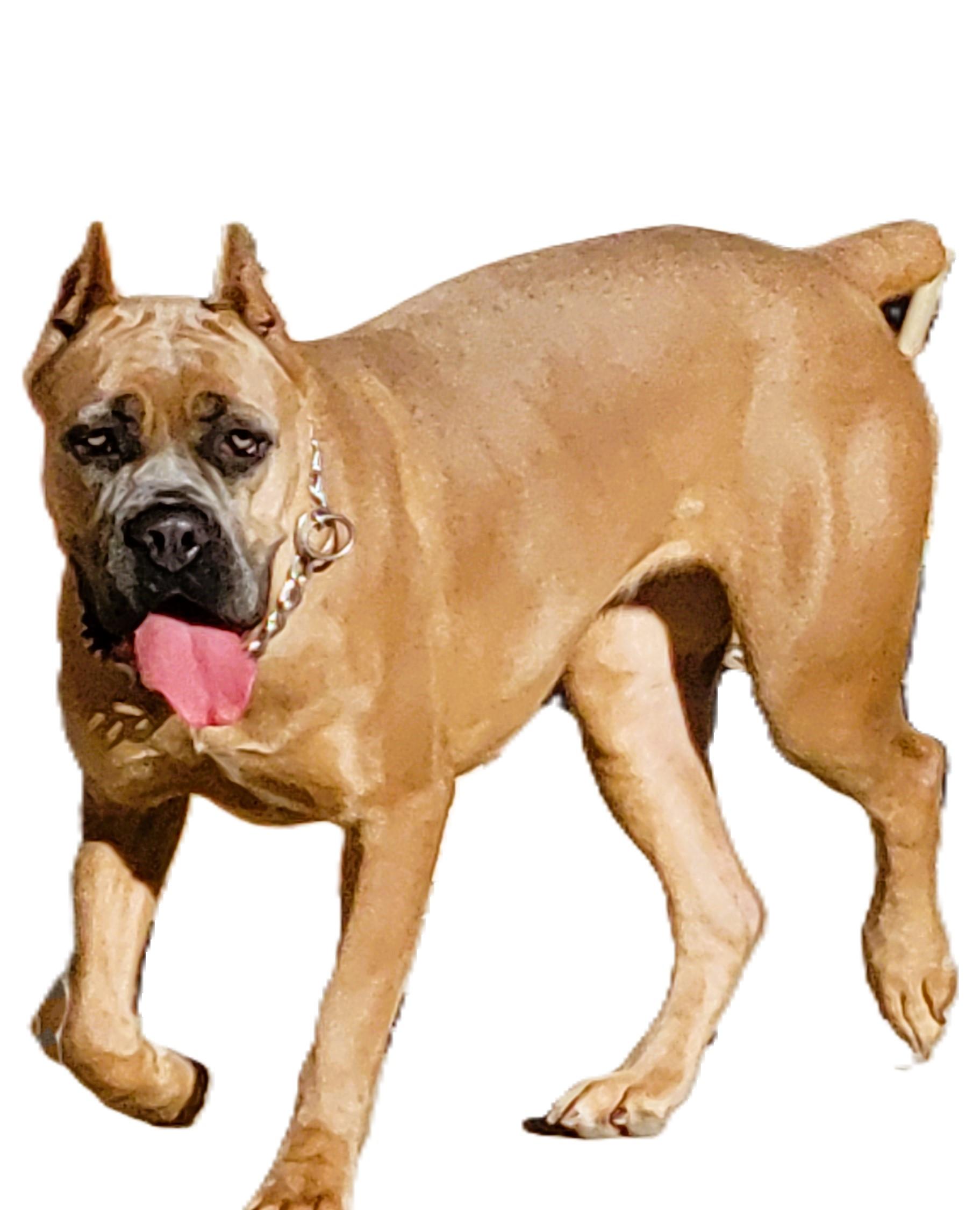 Marcus Attilius Cane Corso in Arizona | Cane Corso puppies | Good Dog